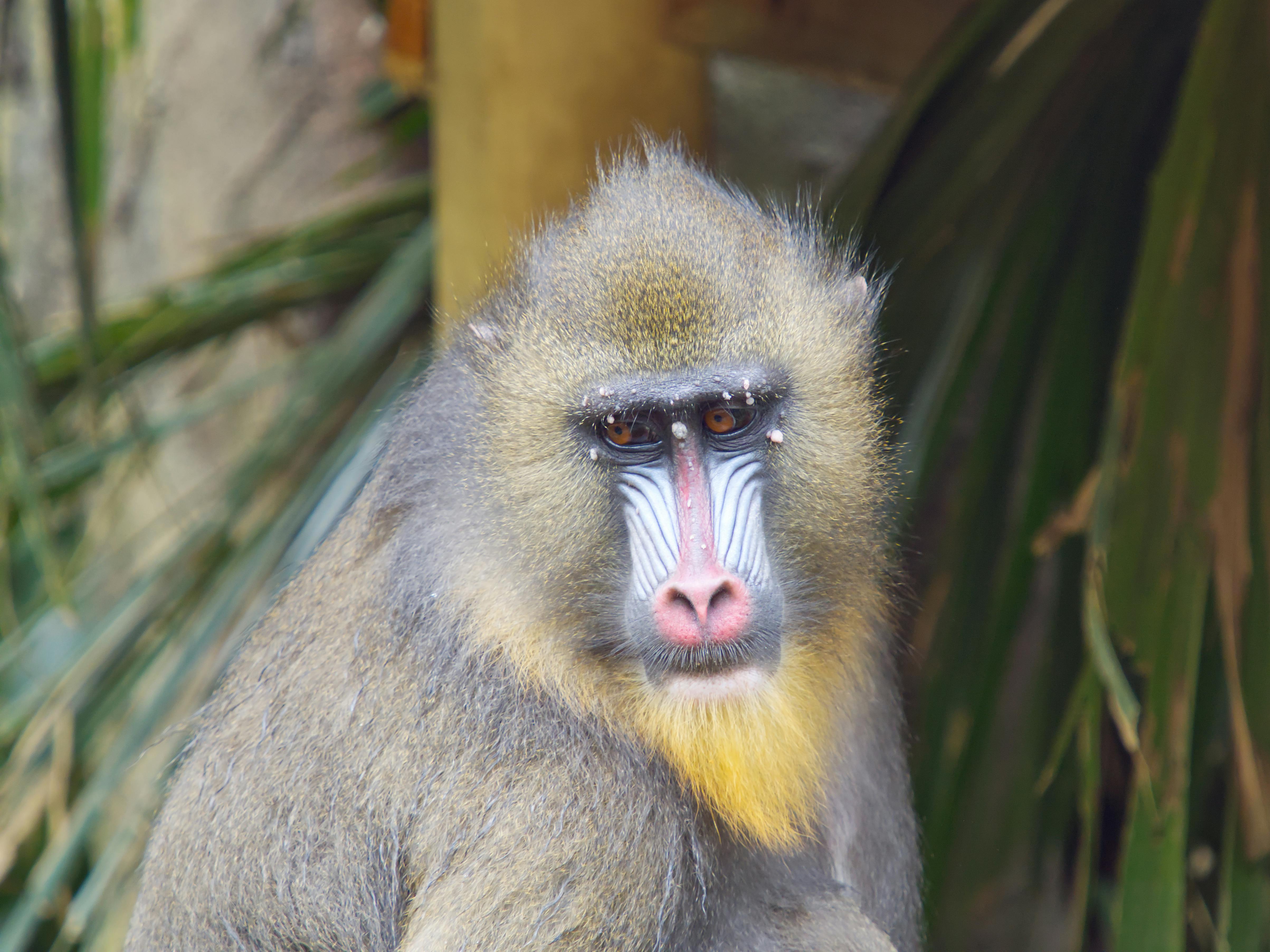 Close-up Portrait of a Colorful Mandrill Monkey · Free Stock Photo