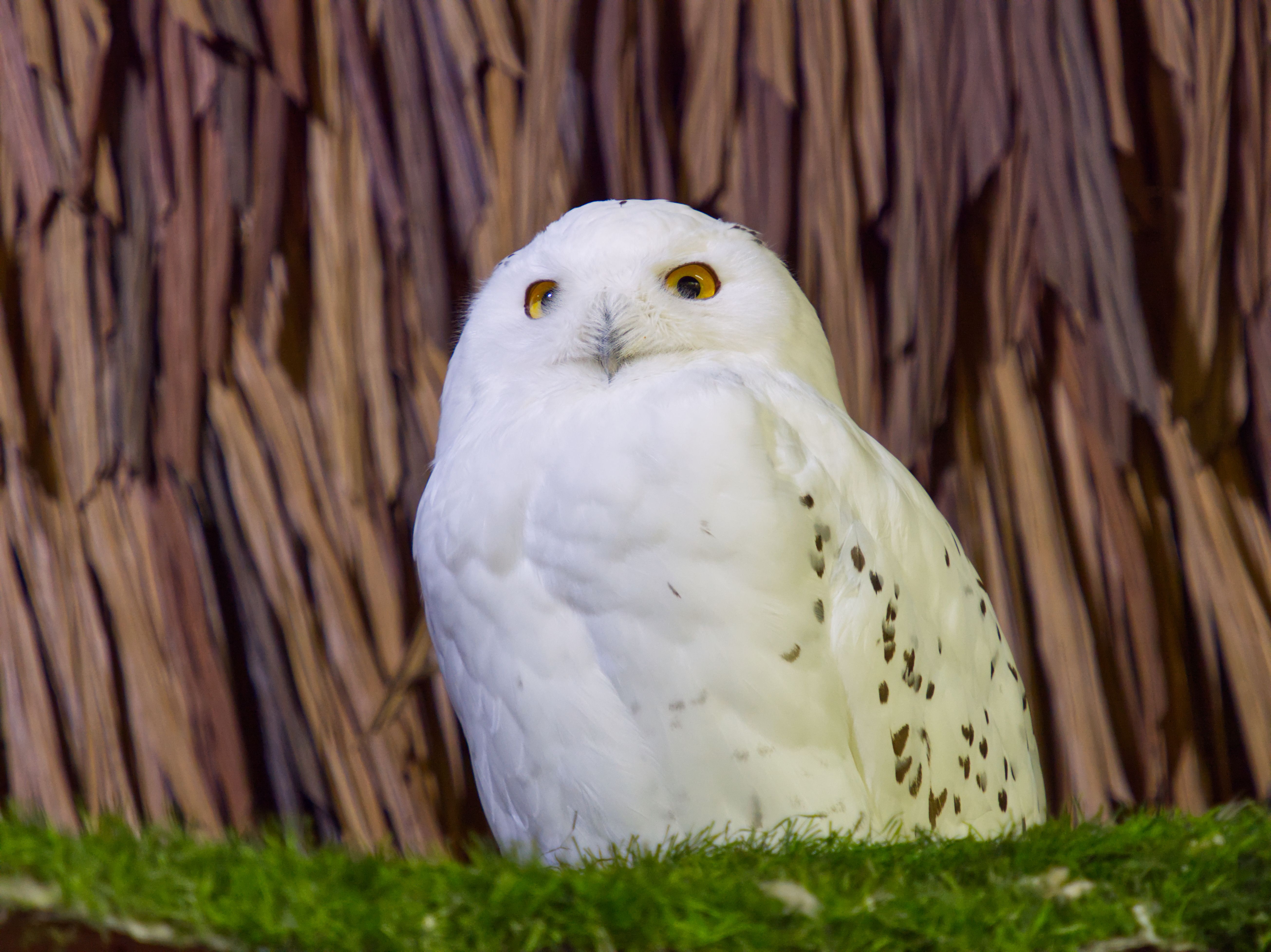 Close-up Shot of a Snowy Owl in a Natural Setting · Free Stock Photo