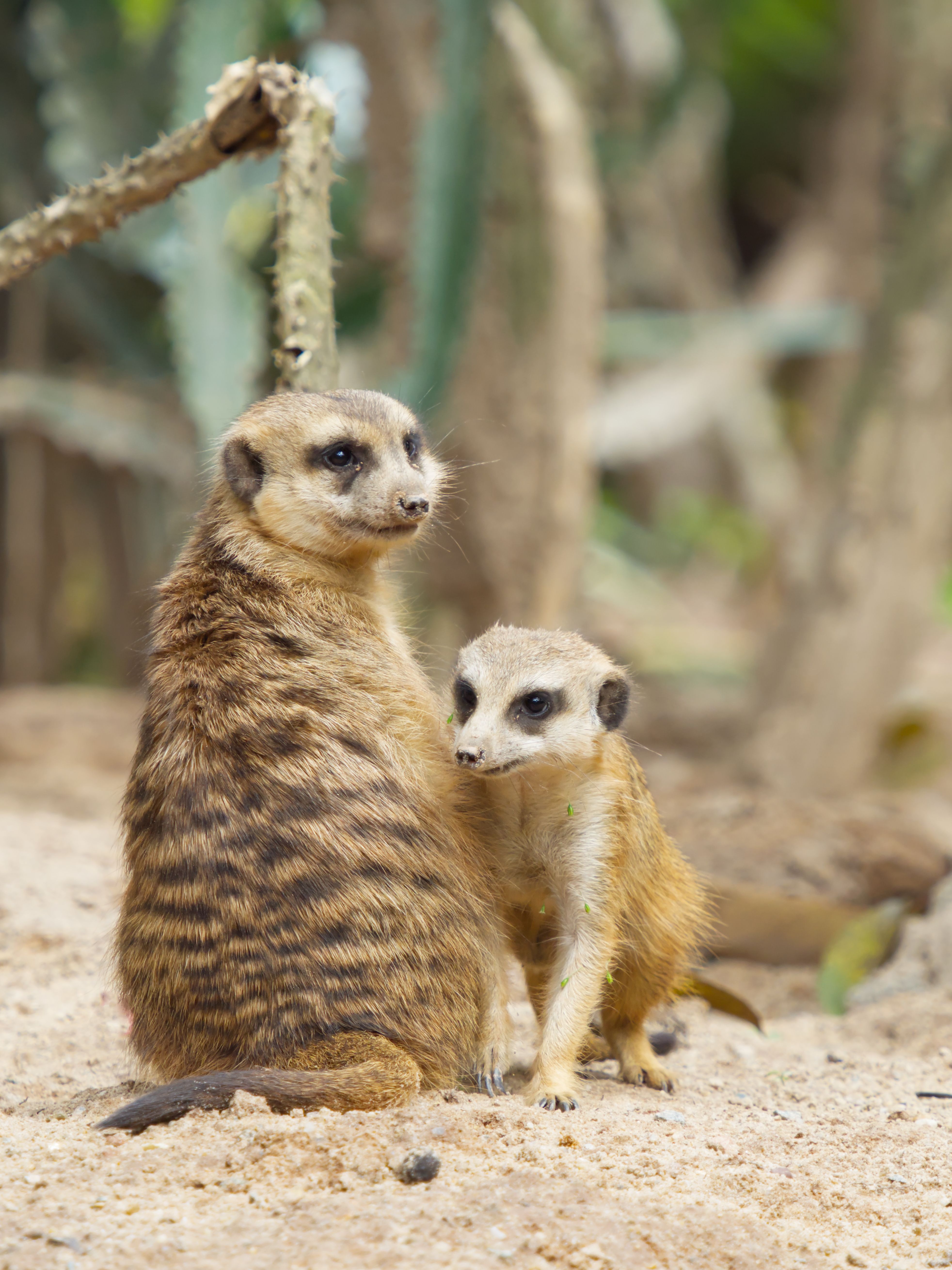 Adorable Meerkats in Natural Habitat · Free Stock Photo
