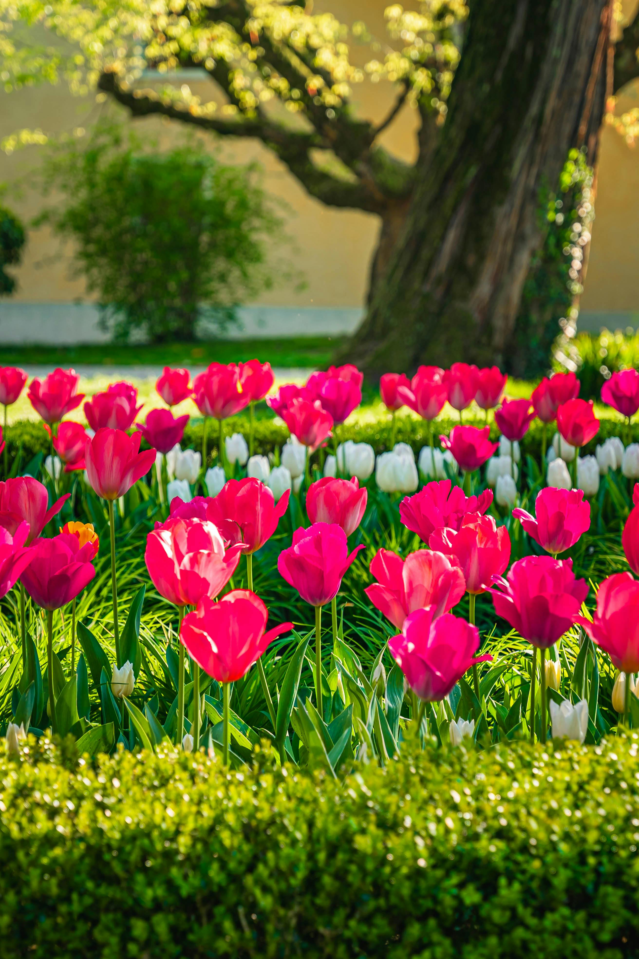 Vibrant Spring Tulip Garden Under a Tree · Free Stock Photo