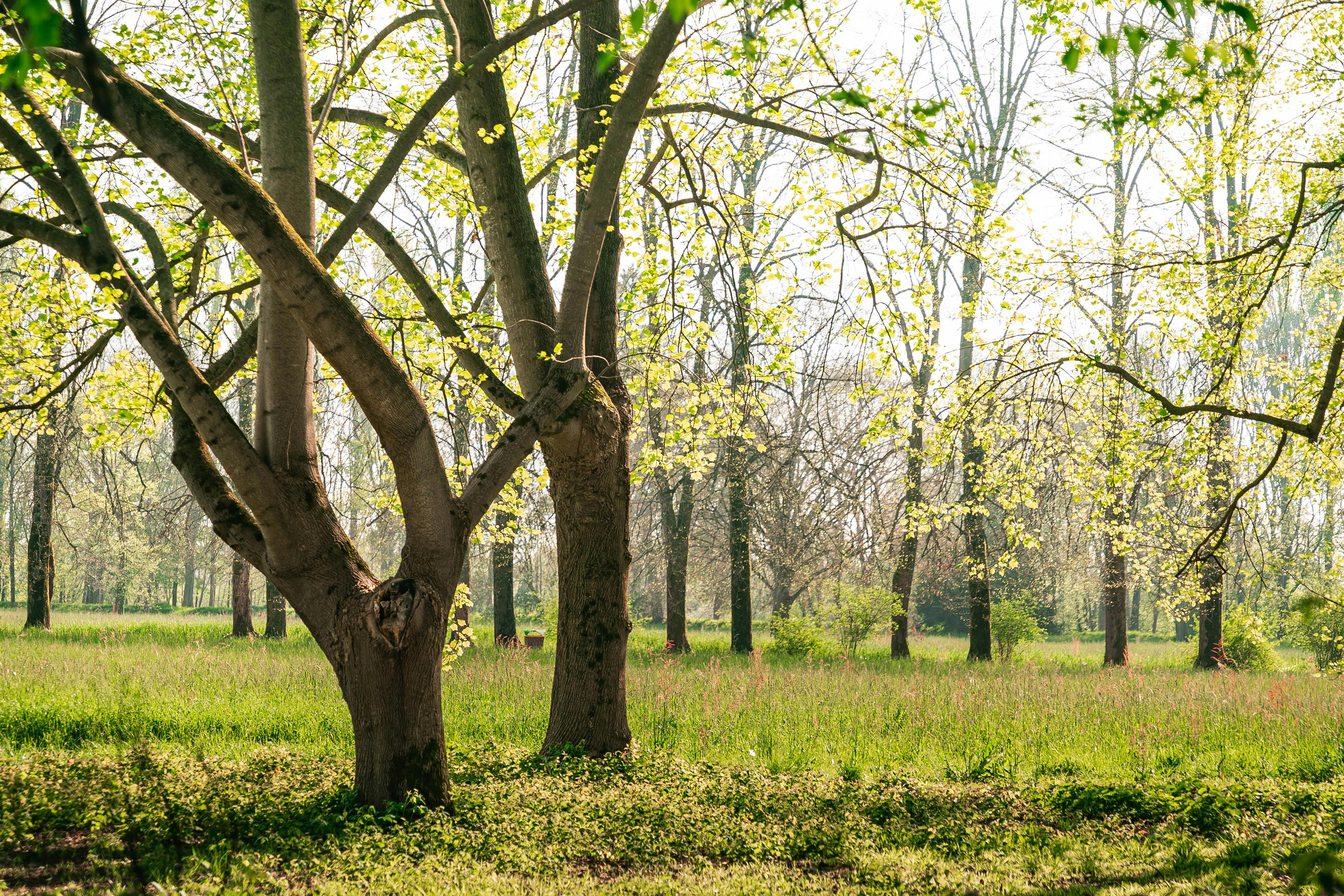 Sunlit Spring Forest with Fresh Green Foliage · Free Stock Photo