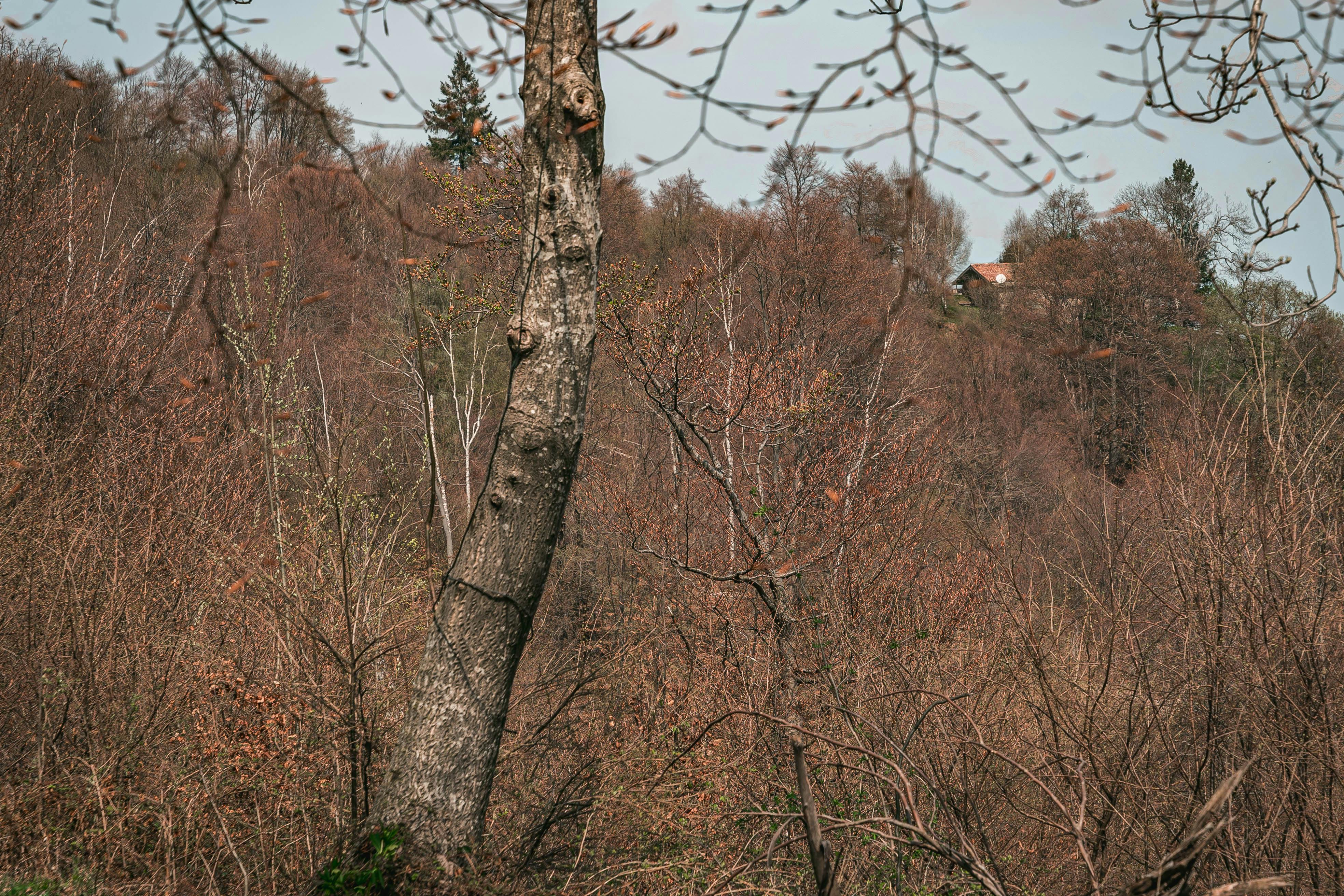 Rustic Autumn Landscape with Bare Trees · Free Stock Photo
