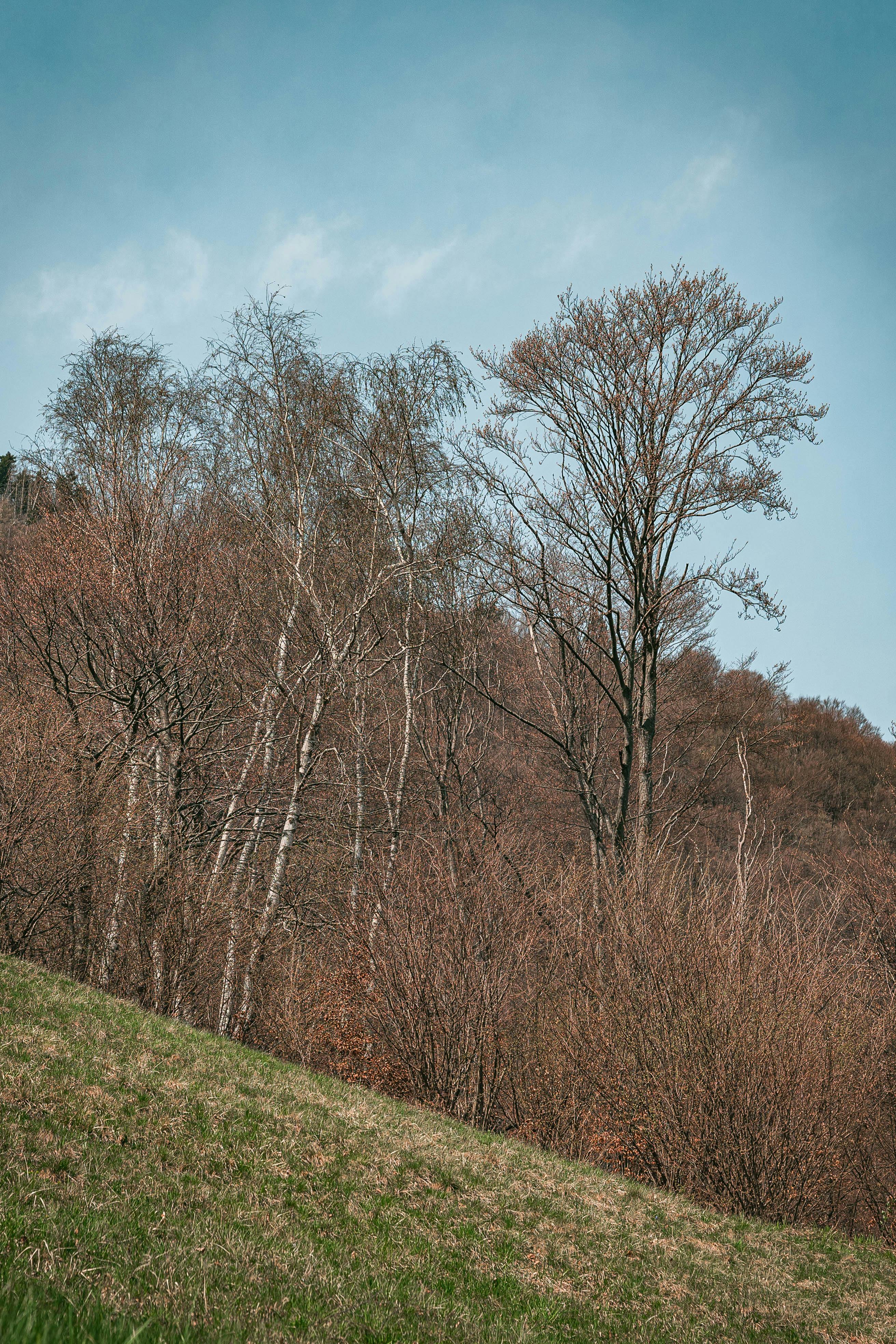 Tranquil Early Spring Forest Landscape · Free Stock Photo