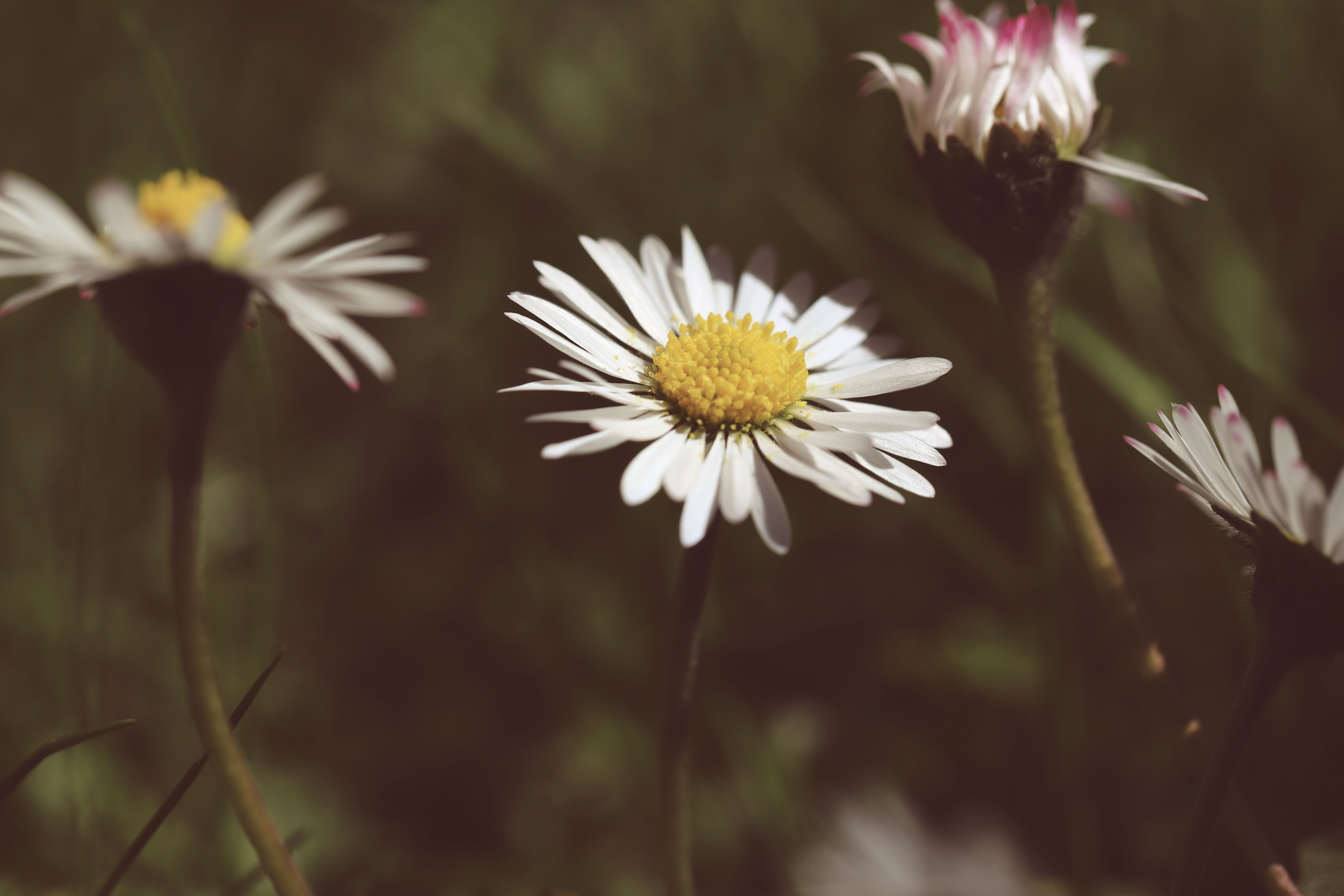 Close-Up of Daisies in a Sunlit Meadow · Free Stock Photo