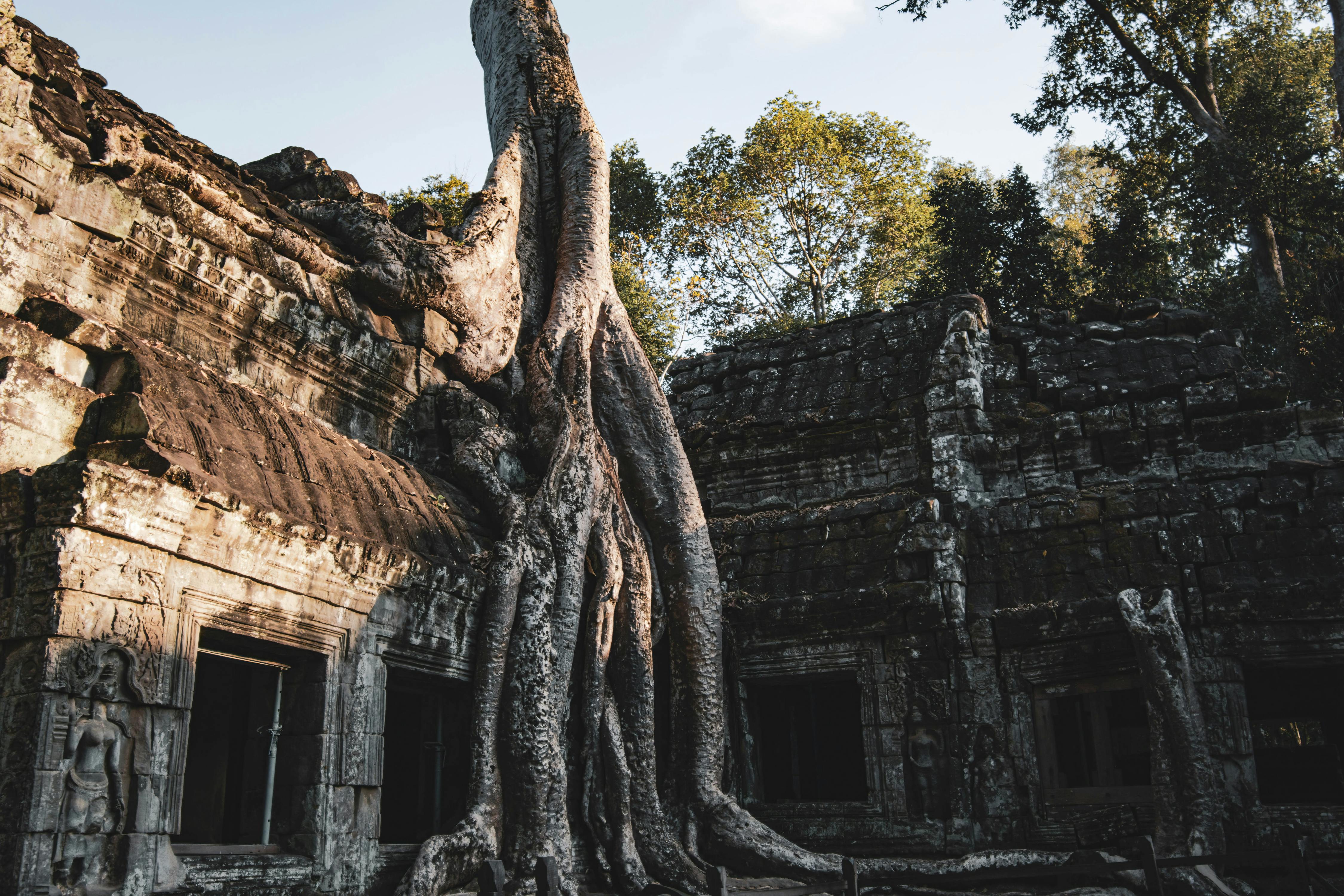 Majestic Tree at Ta Prohm Temple Ruins · Free Stock Photo
