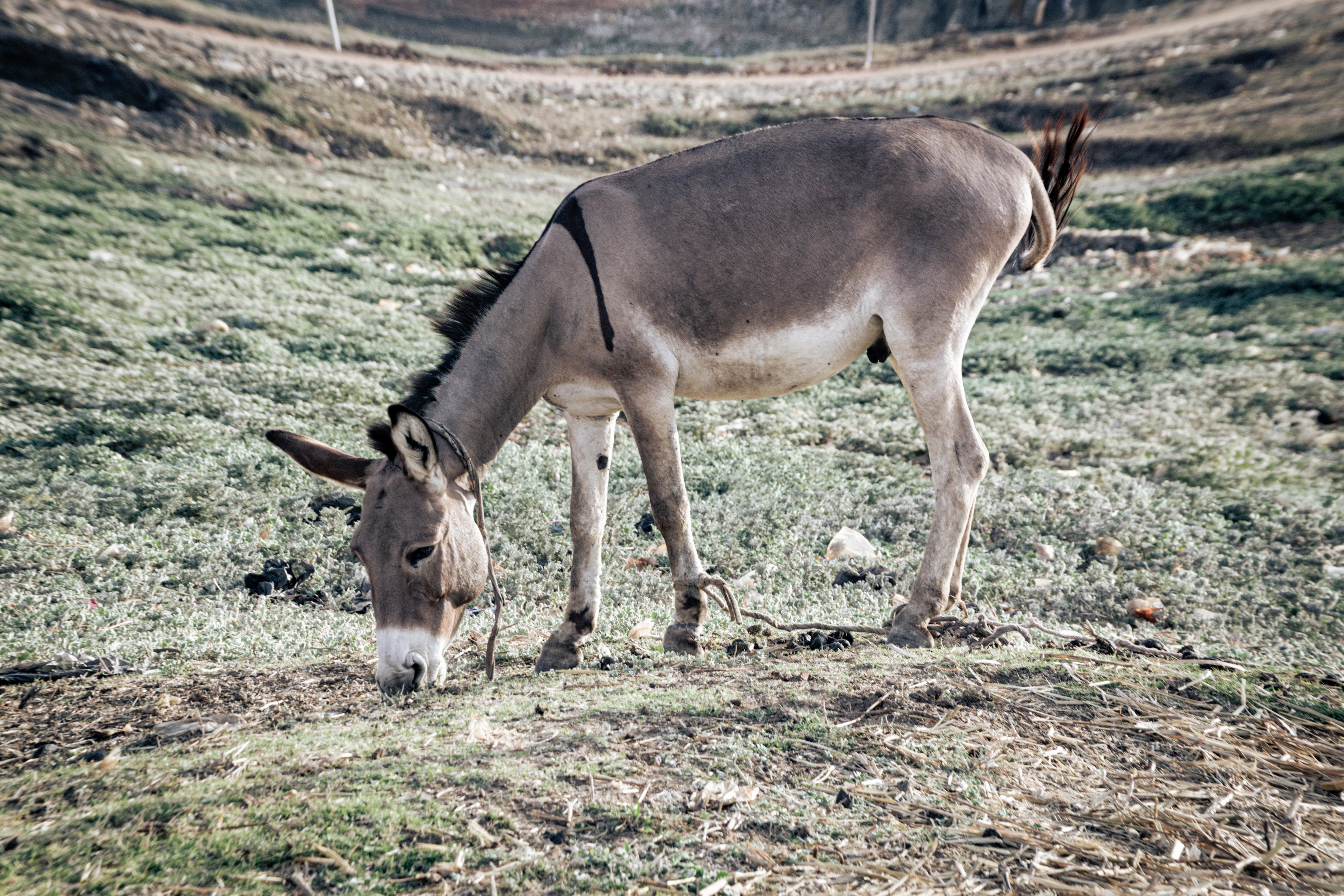 Donkey Grazing in Nigerian Pasture · Free Stock Photo