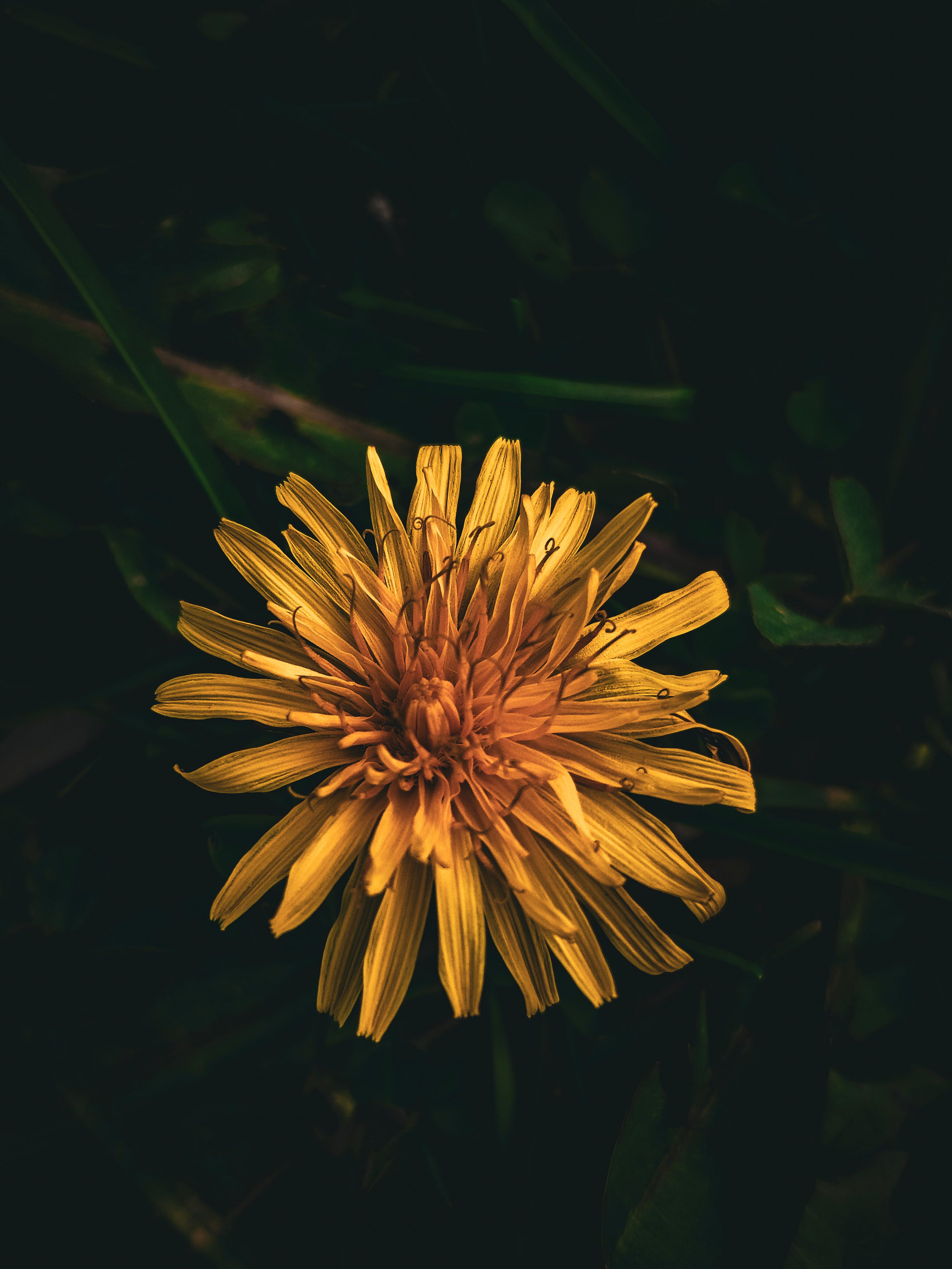 Macro Shot of a Vibrant Yellow Dandelion in Bloom · Free Stock Photo