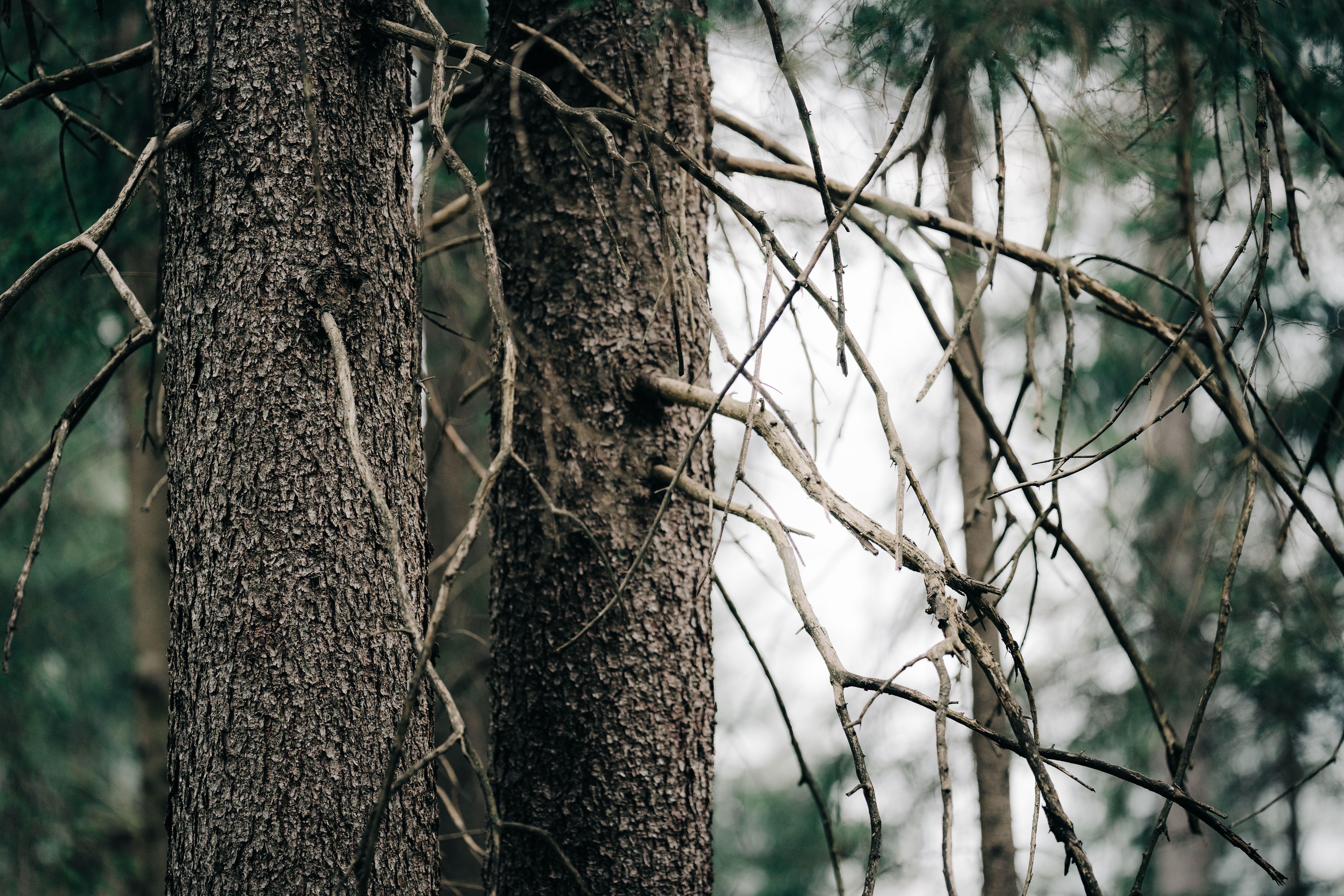 Close-Up of Tree Trunks and Branches in Forest · Free Stock Photo