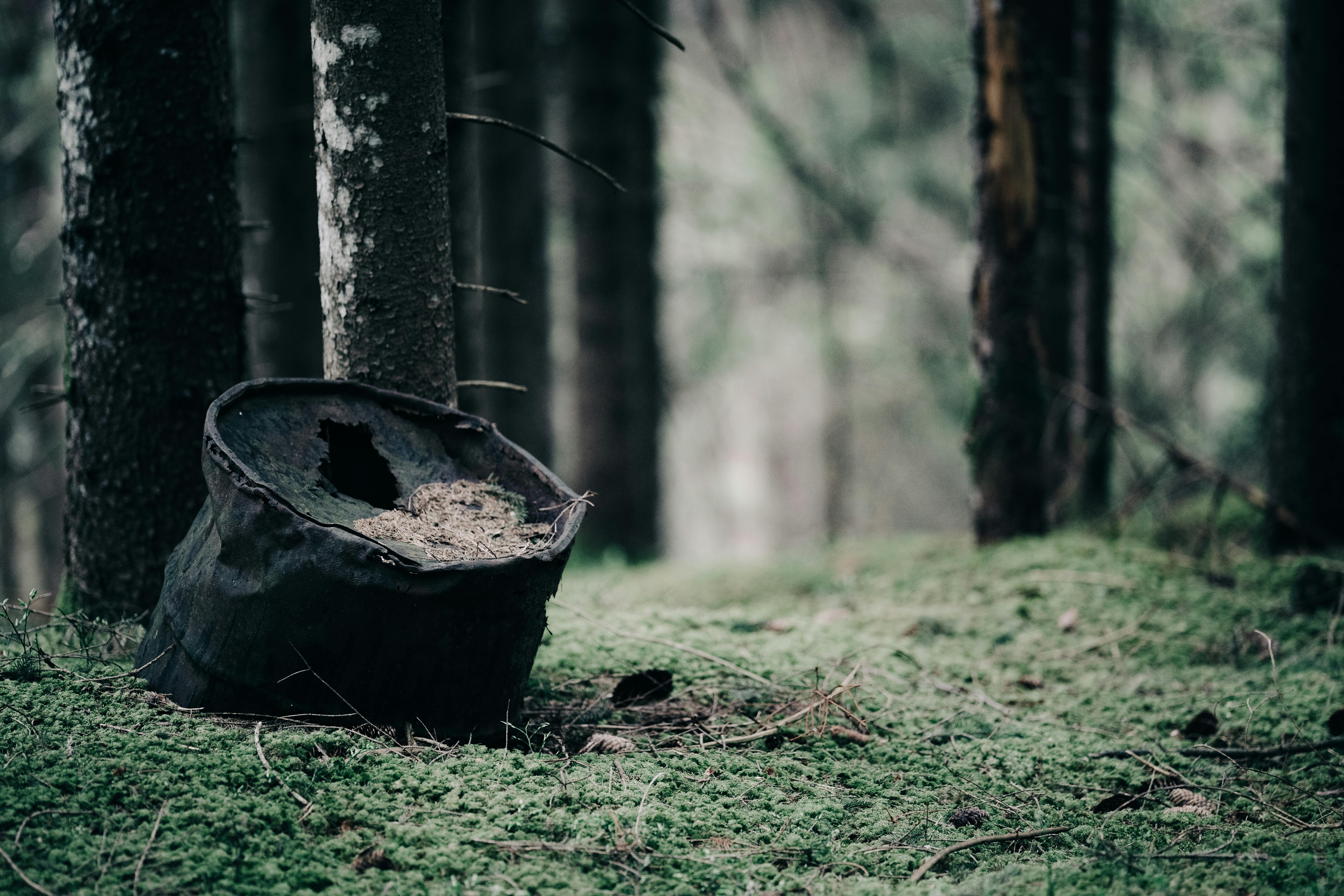 Tree Stump Png Photos, Download The BEST Free Tree Stump Png Stock ...