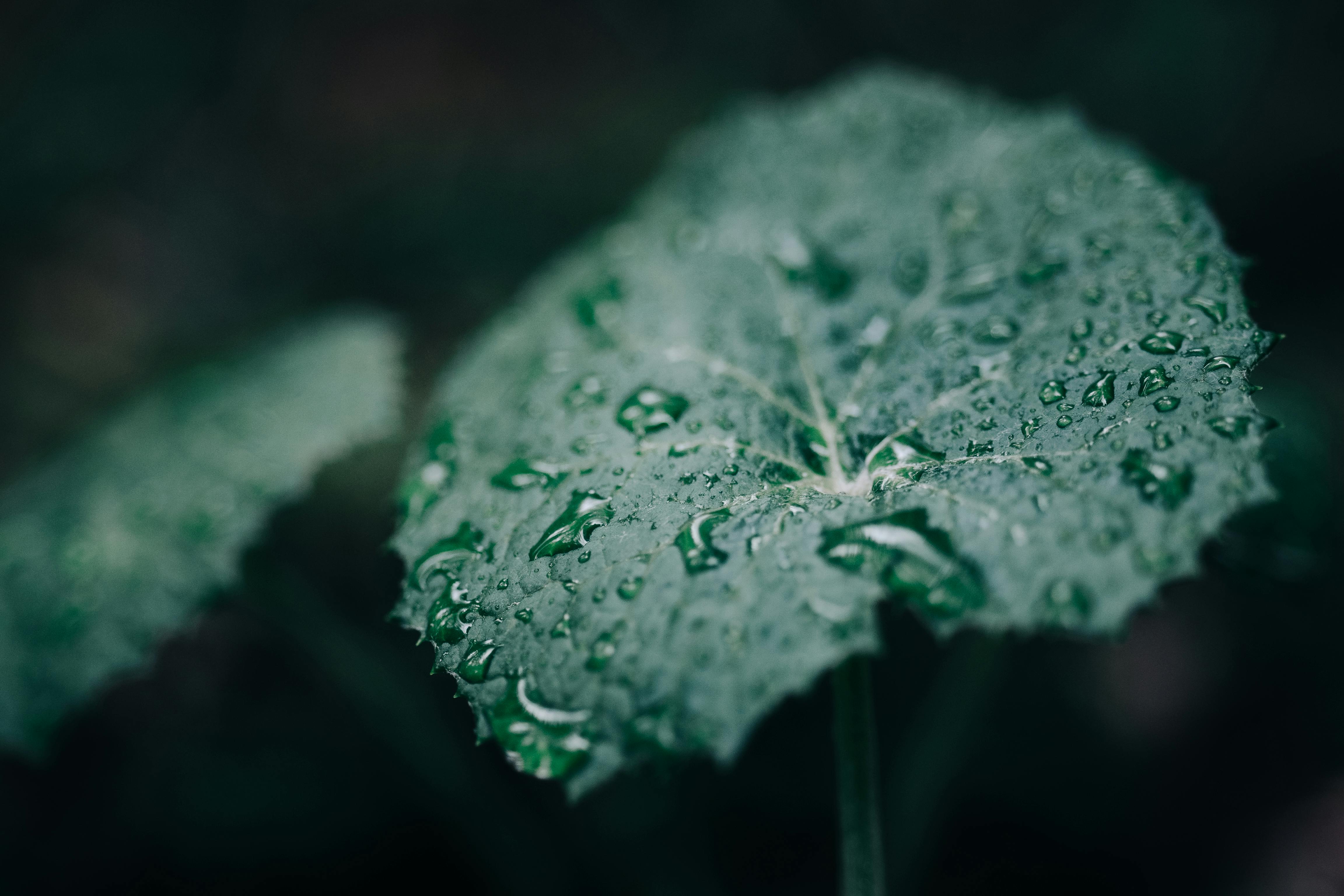 Close-Up Photography Of Green Leaf · Free Stock Photo