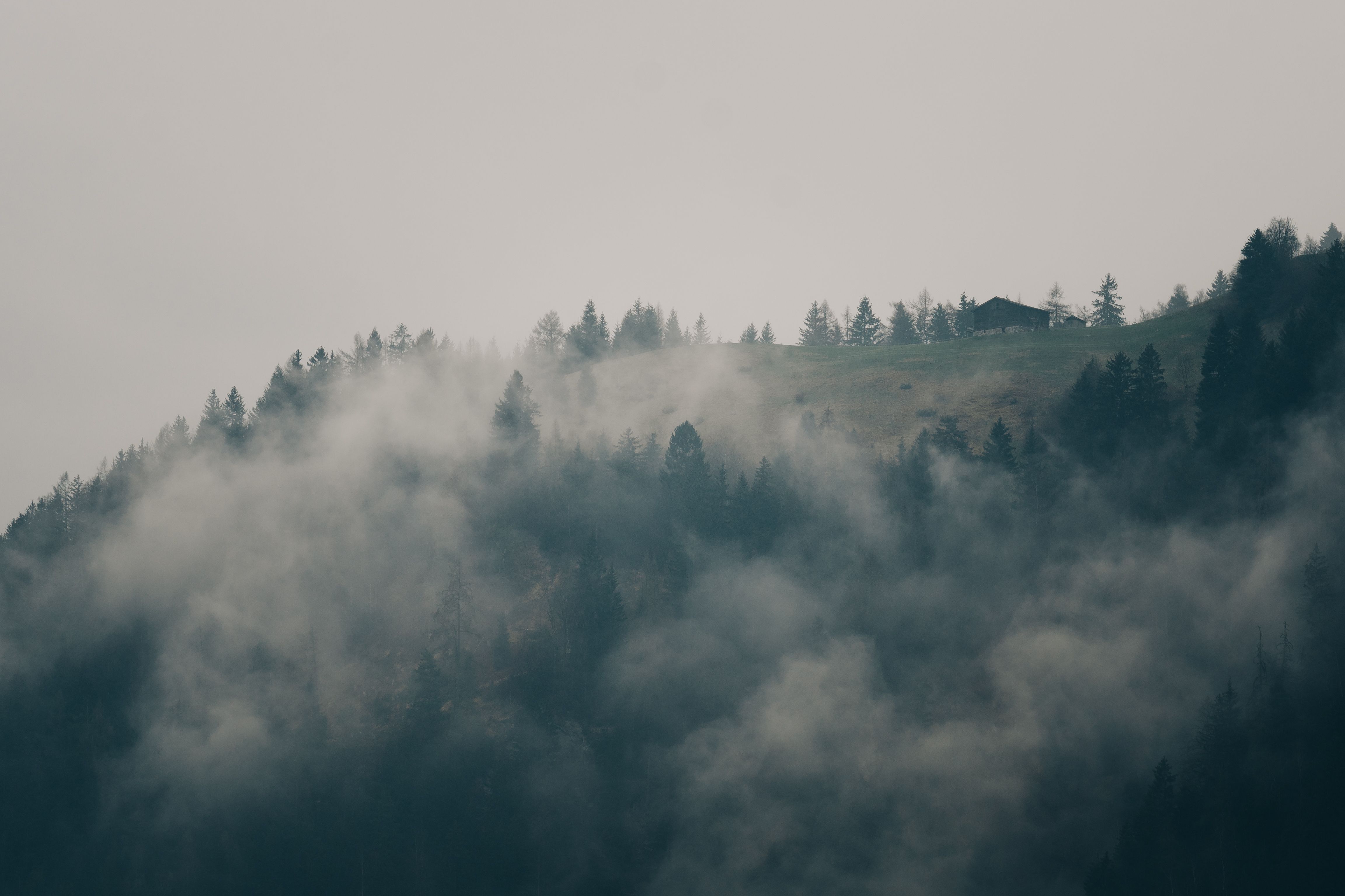 Low-light Photo of Mountain With Pine Trees Covered With Fogs · Free ...