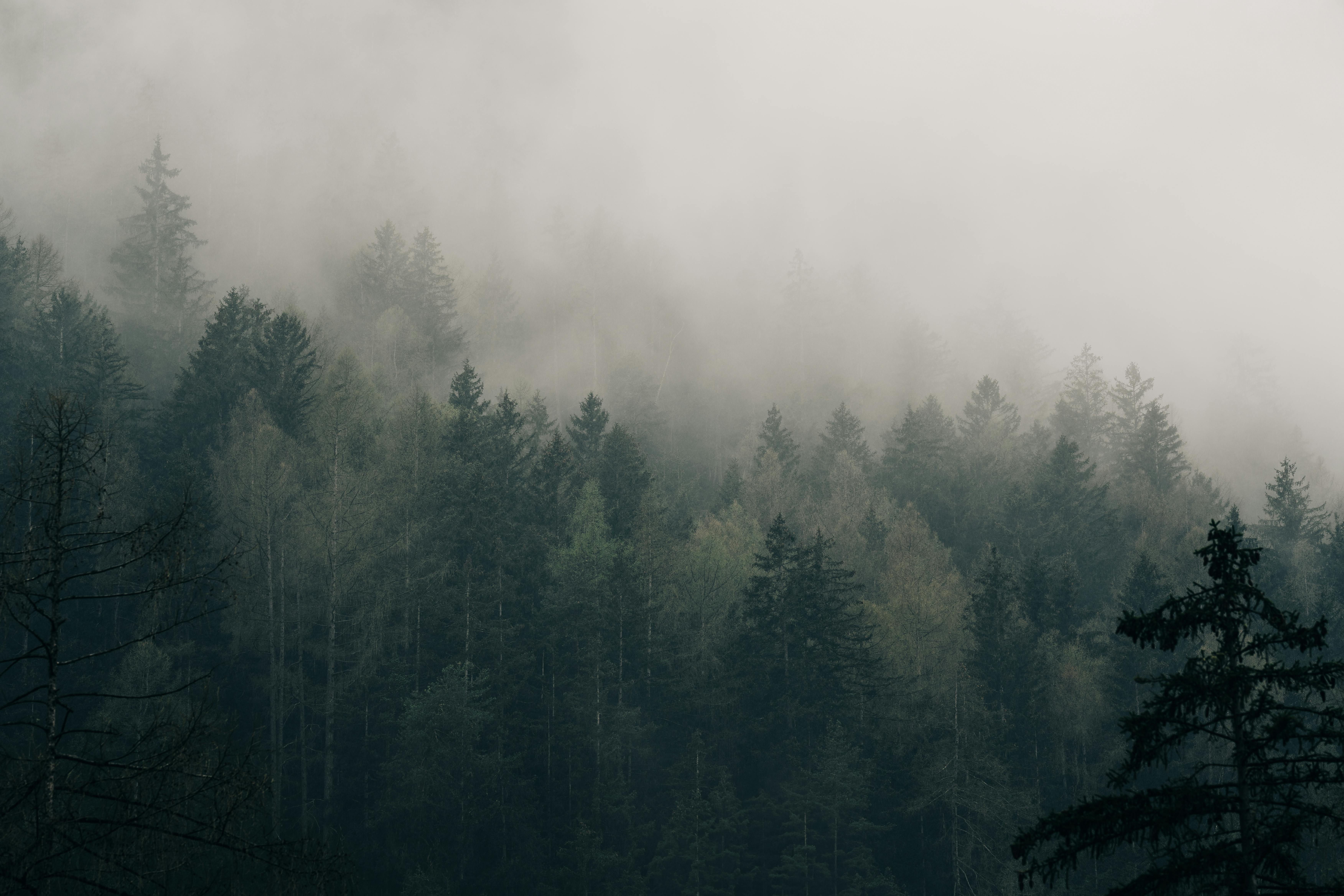 Misty Forest Landscape in Early Morning Fog · Free Stock Photo