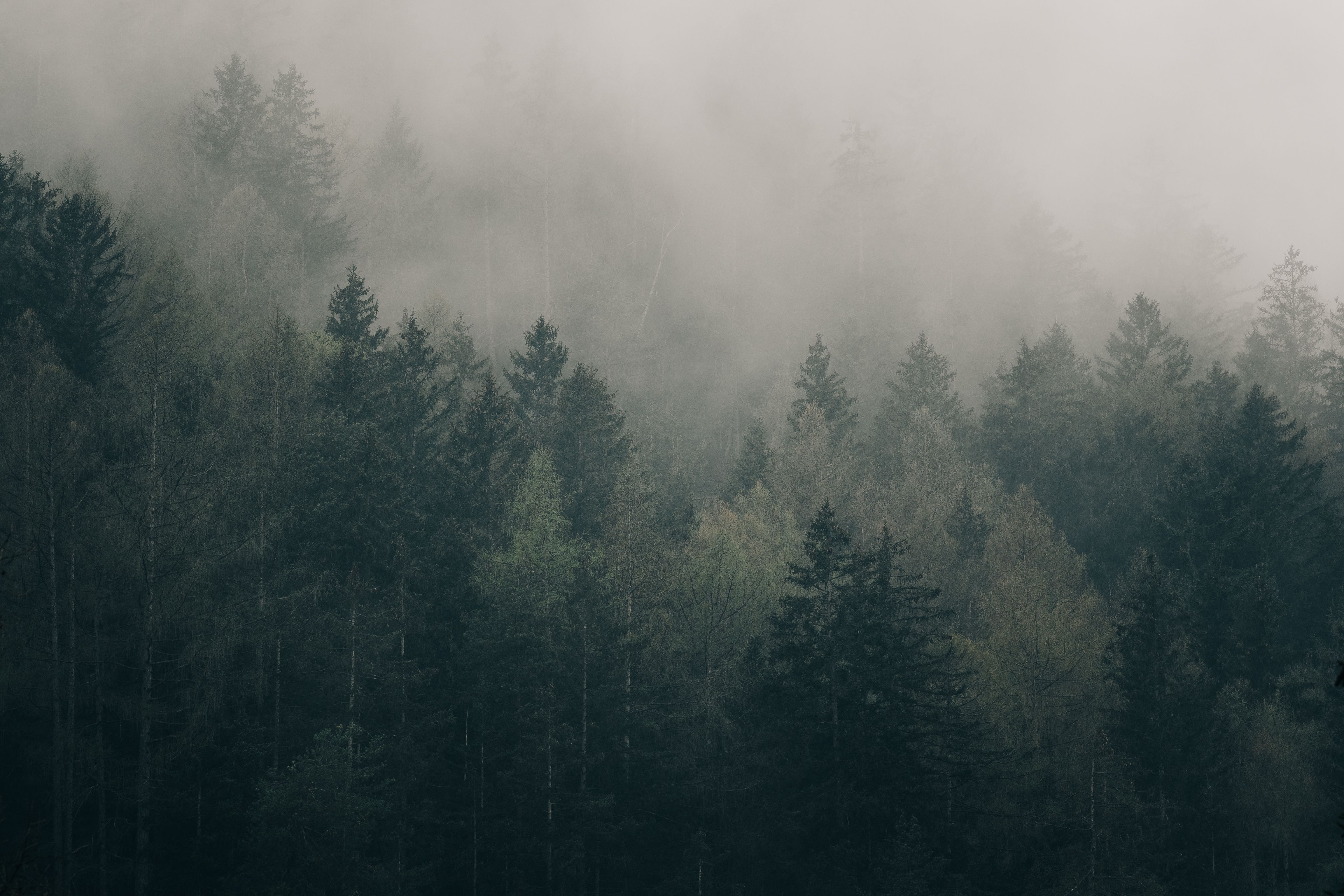 Misty Forest Landscape with Dense Tree Coverage · Free Stock Photo