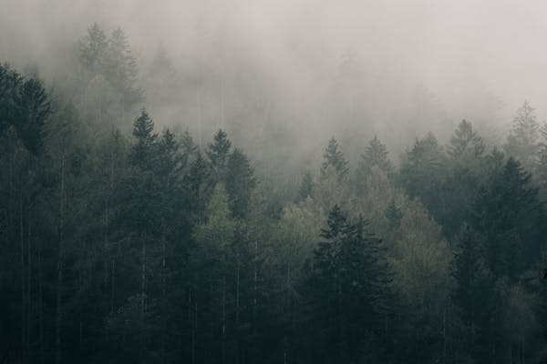 Moody Forest Photos, Download The BEST Free Moody Forest Stock Photos ...