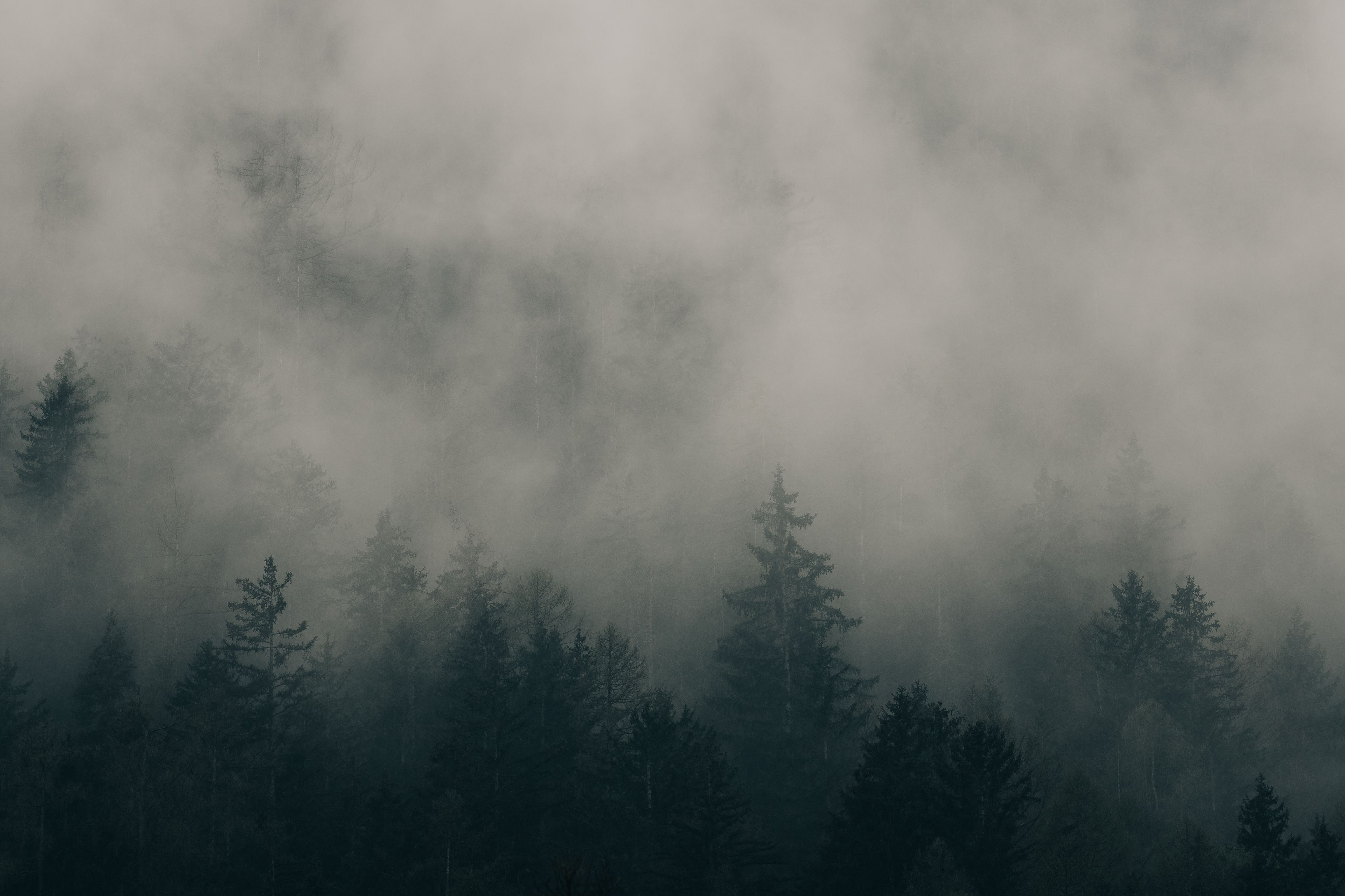 Misty Forest with Dense Fog Landscape · Free Stock Photo