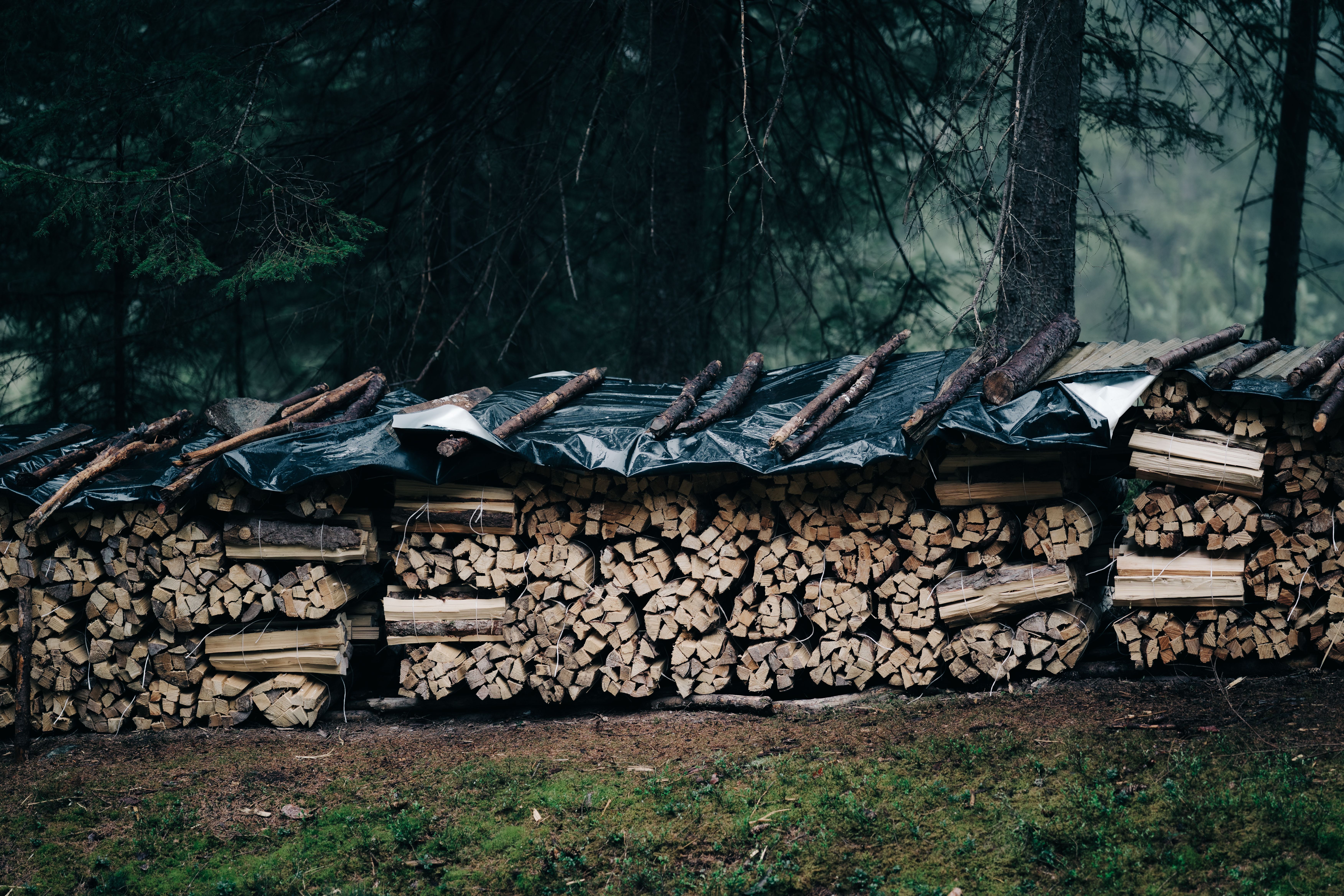 Stack of Firewood in Forest with Tarpaulin Cover · Free Stock Photo
