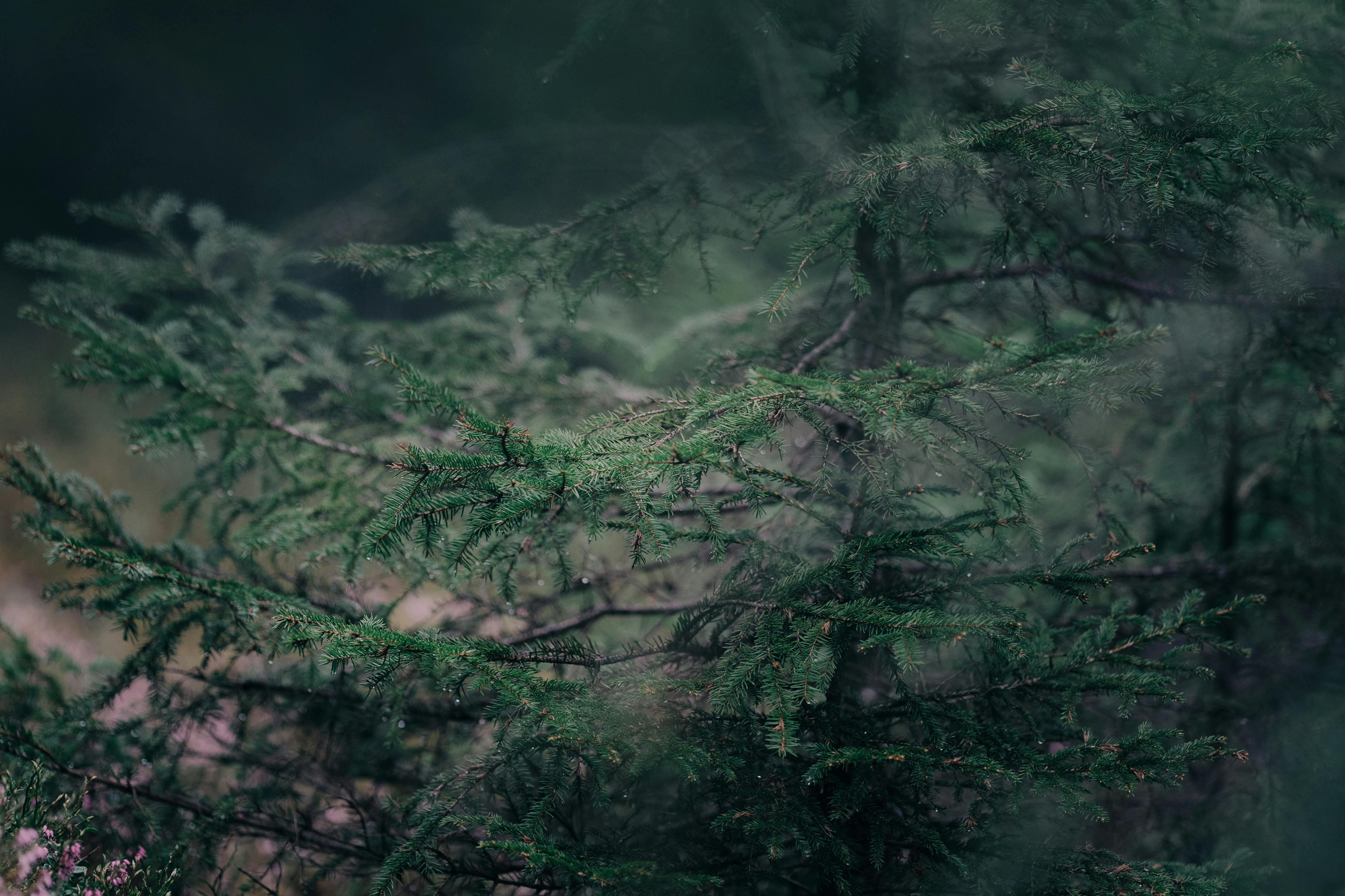 Serene Close-up of Evergreen Tree Branches · Free Stock Photo