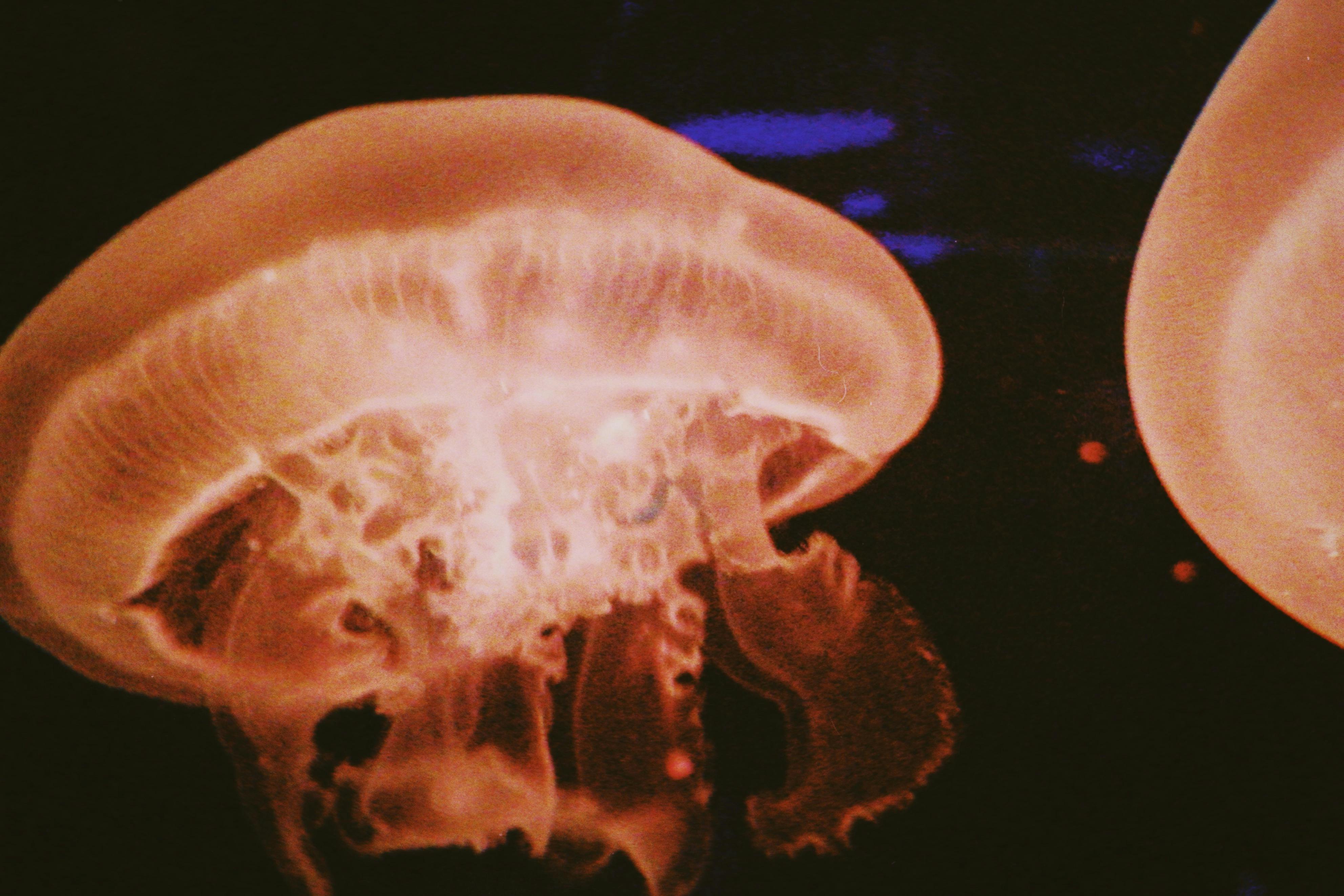 Captivating Close-Up of a Moon Jellyfish Underwater · Free Stock Photo