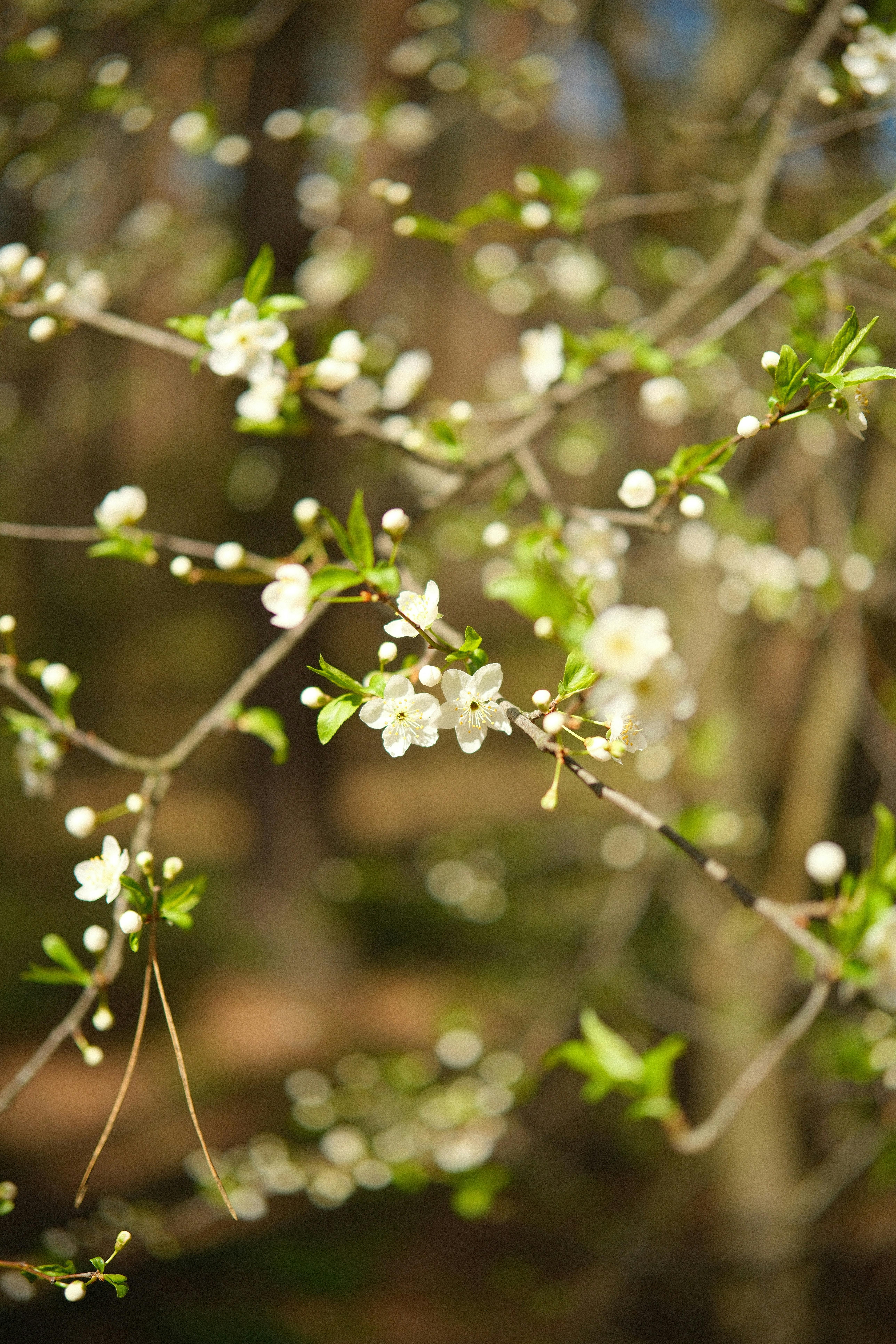 Spring Blossoms with Soft Focus Bokeh · Free Stock Photo