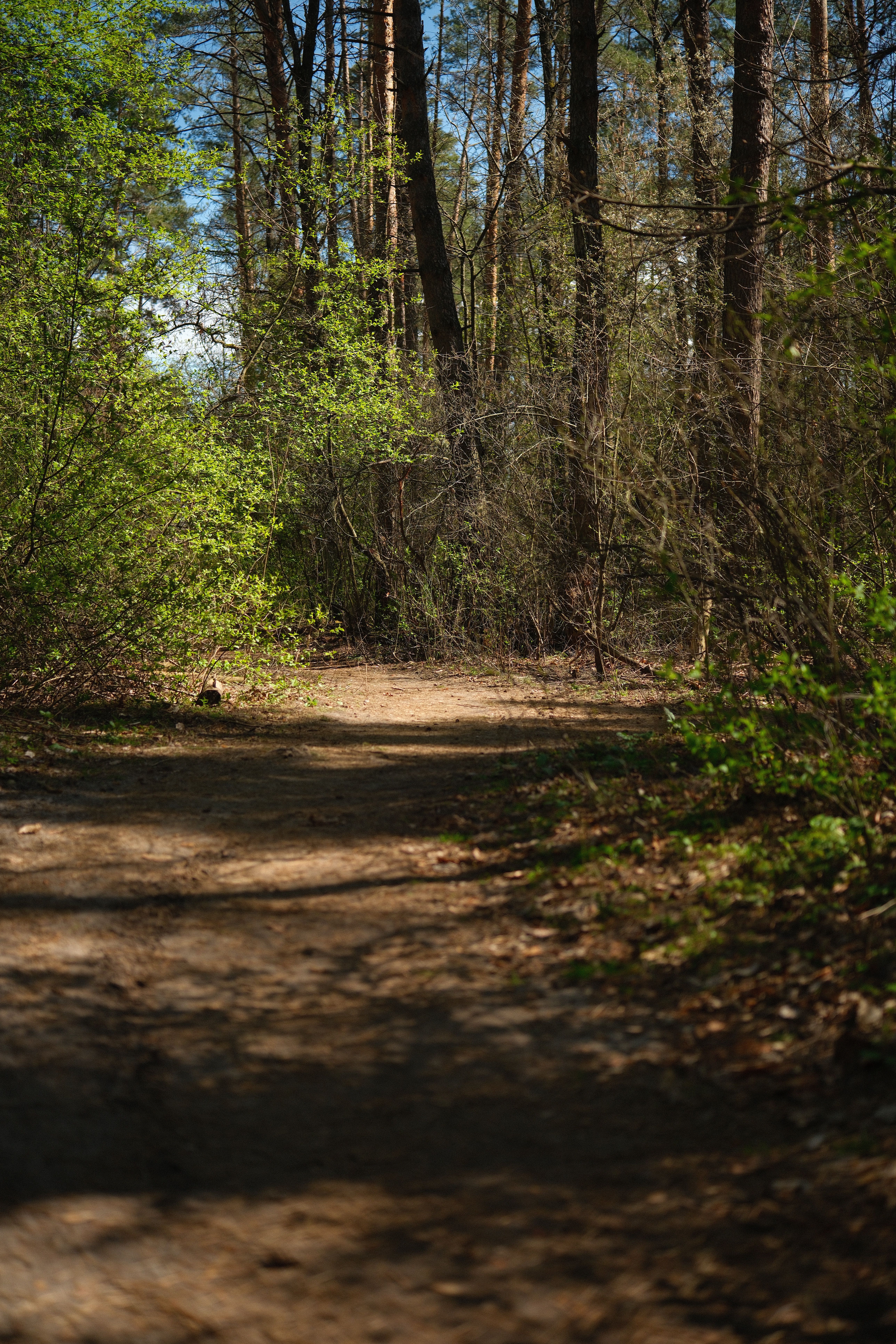 Sunlit Forest Path in Early Spring · Free Stock Photo