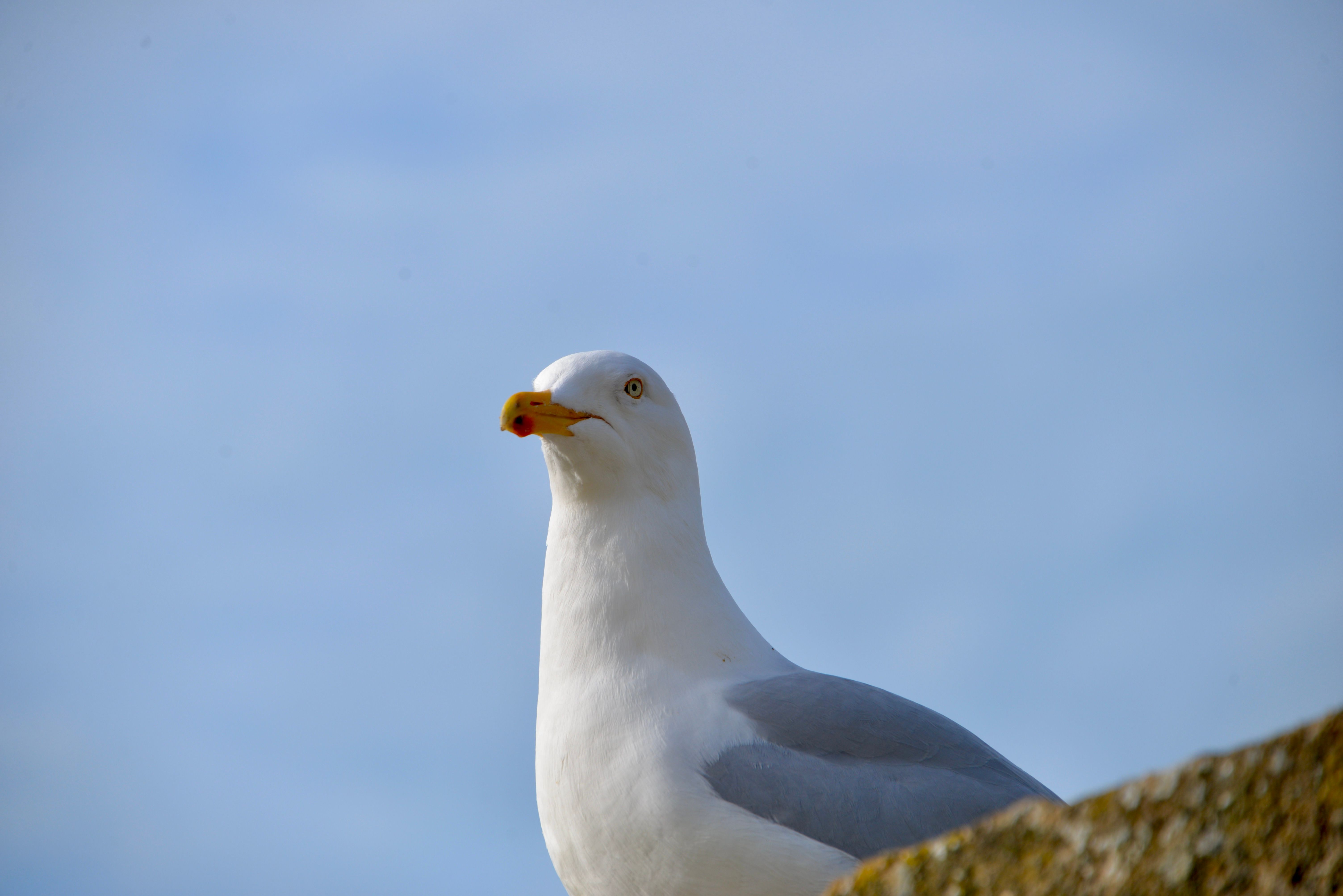 Ocean With Bird Photos, Download The BEST Free Ocean With Bird Stock ...