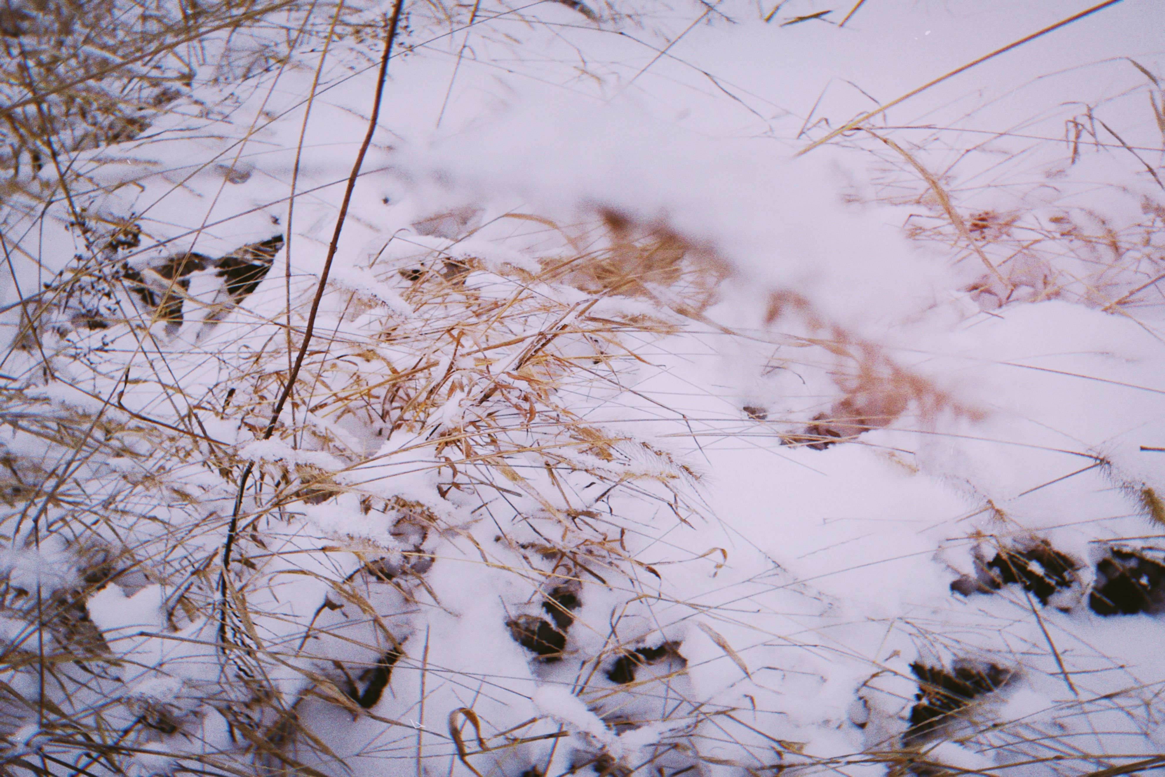 Snowy Grasses in Winter Landscape in China · Free Stock Photo