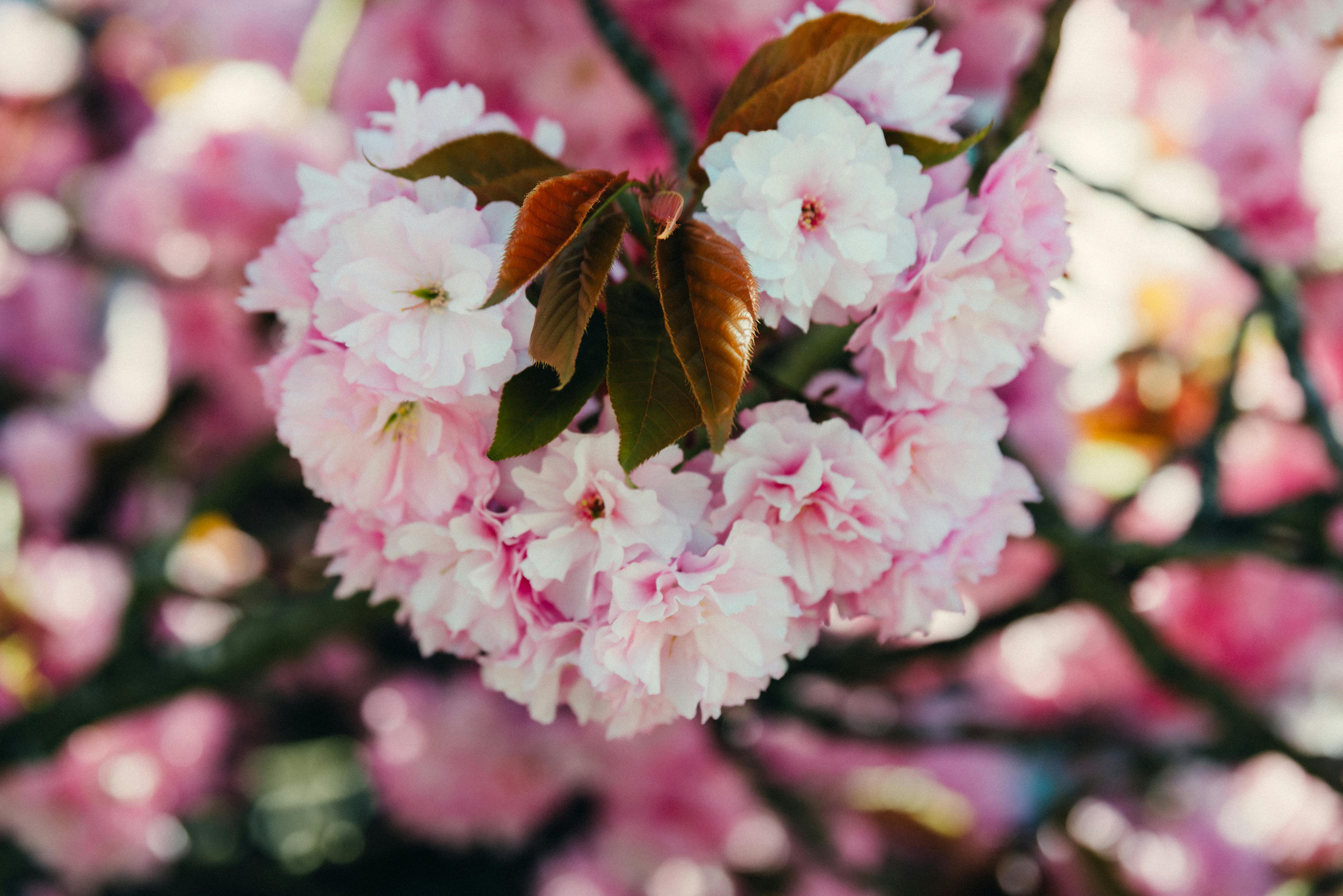 Hallmark Channel Virtual Backgrounds Photos, Download The BEST Free ...