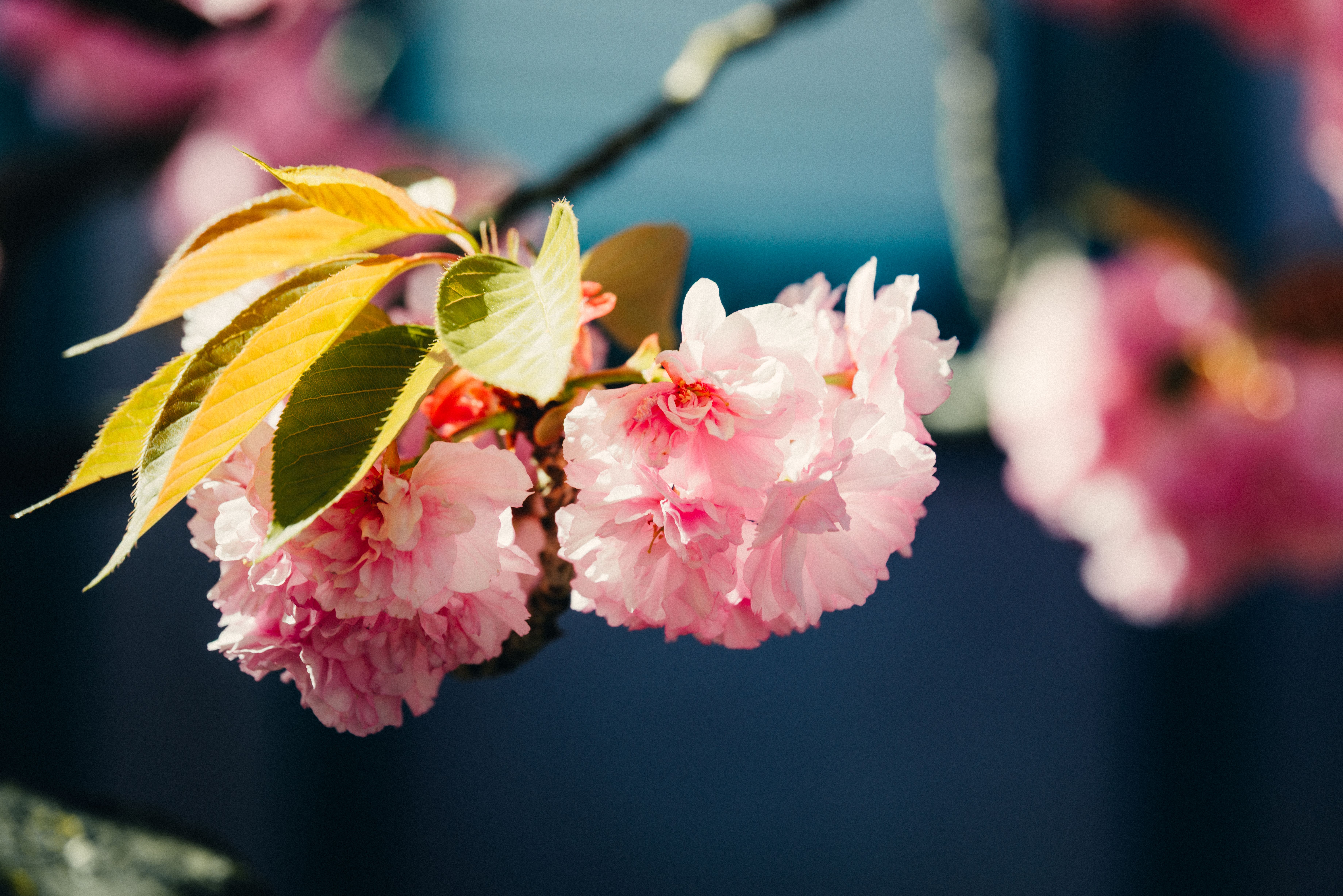 Beautiful Cherry Blossoms in Spring Light · Free Stock Photo