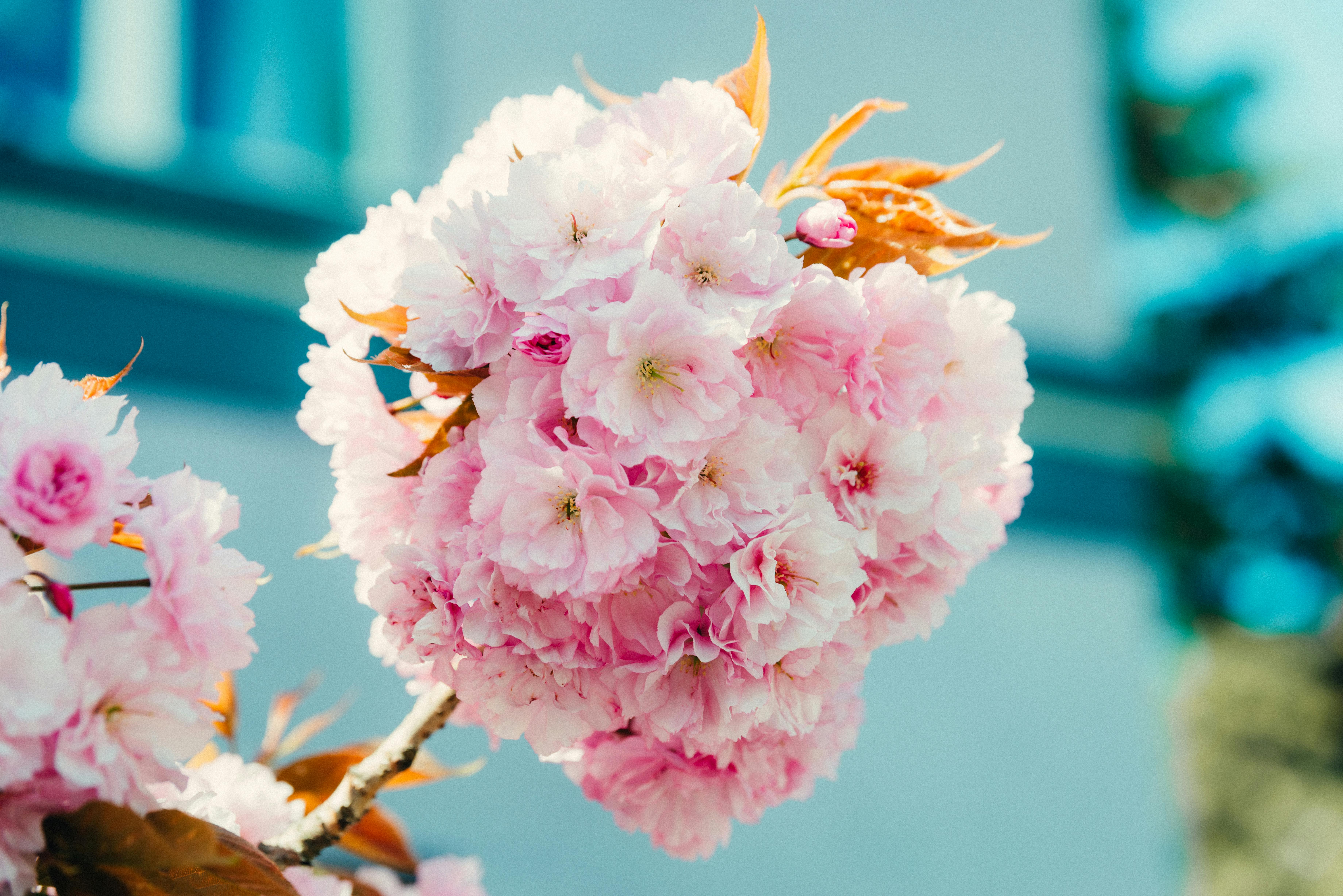 Hallmark Channel Virtual Backgrounds Photos, Download The BEST Free ...