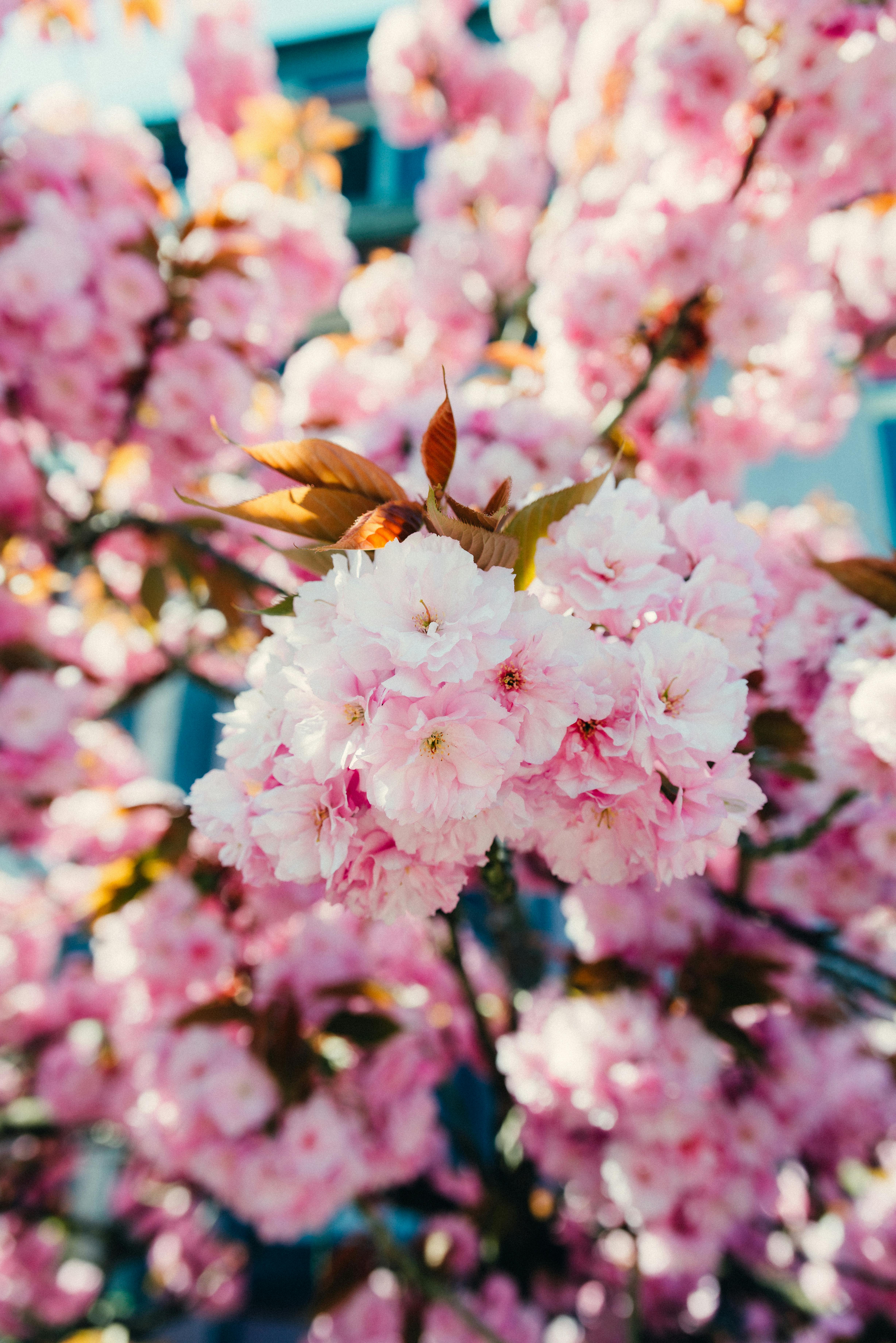 Bokep+Japan+Unsensore Photos, Download The BEST Free Bokep+Japan+Unsensore Stock Photos & HD Images