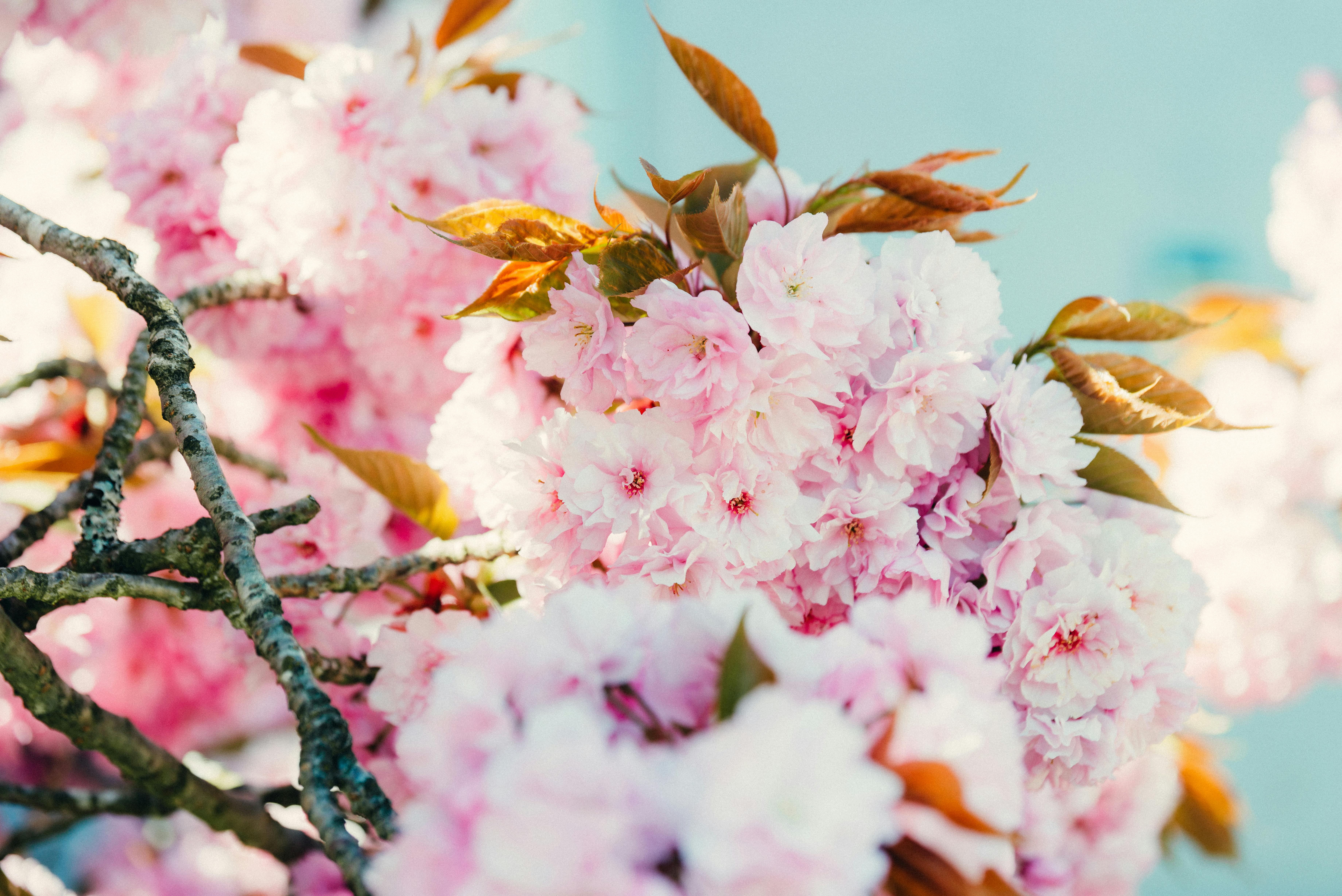 Beautiful Springtime Cherry Blossoms in Bloom · Free Stock Photo