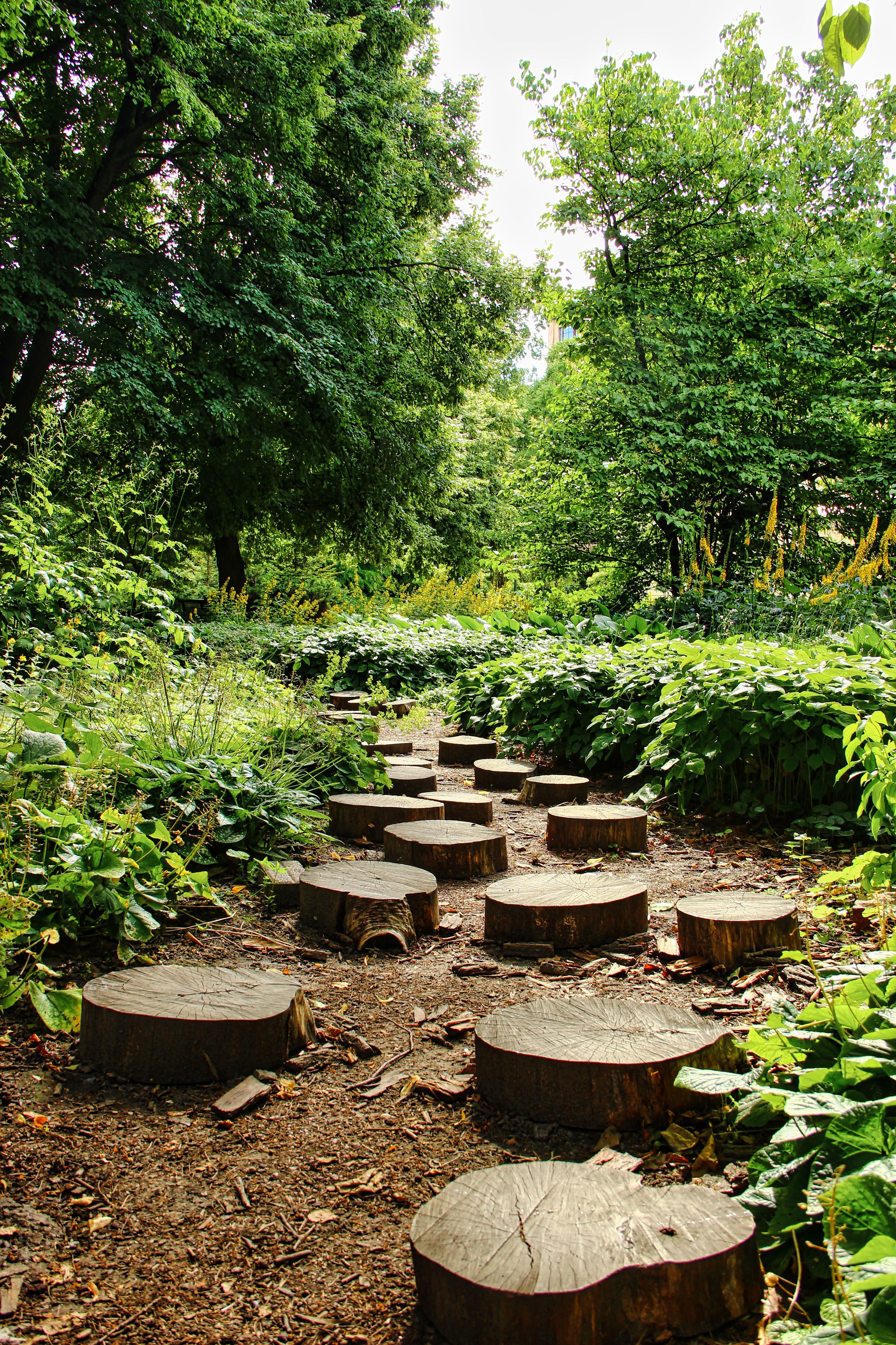 Wooden Steps Through Lush Green Forest Path · Free Stock Photo