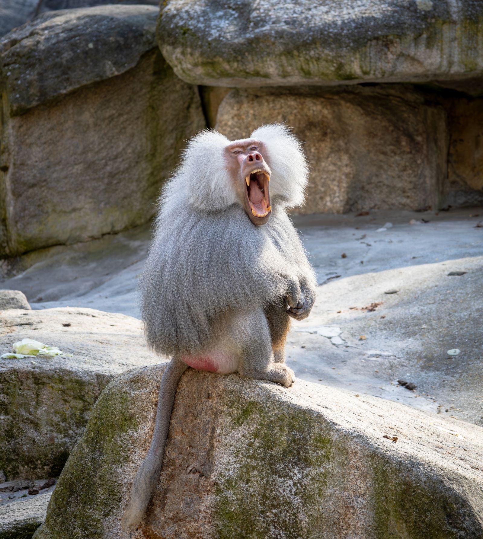 Scary Baboon Photos, Download The BEST Free Scary Baboon Stock Photos ...