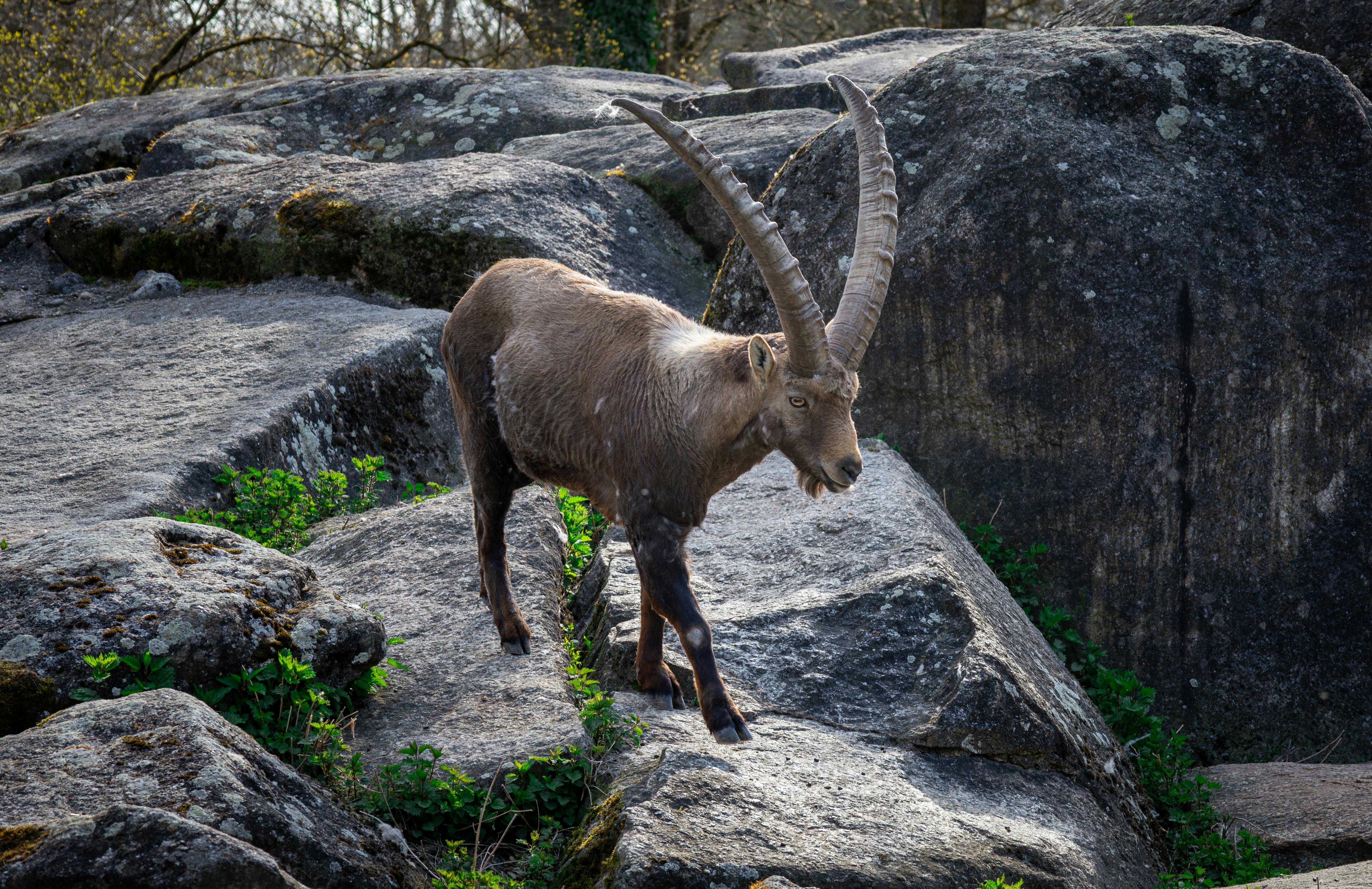 Majestic Alpine Ibex on Rocky Terrain in Munich Zoo · Free Stock Photo
