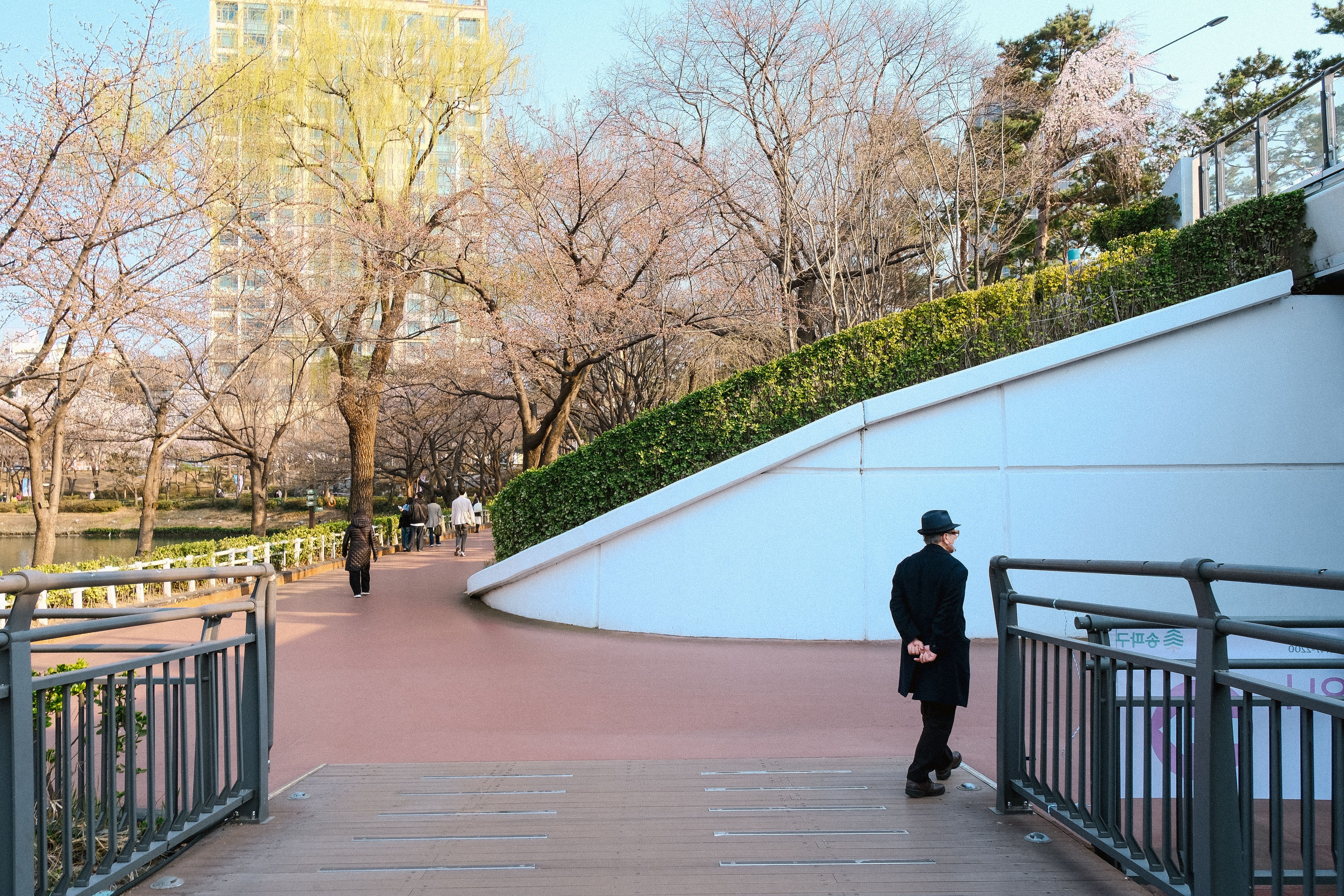 Escena De Parque Urbano Con Cerezos En Flor · Foto de stock gratuita