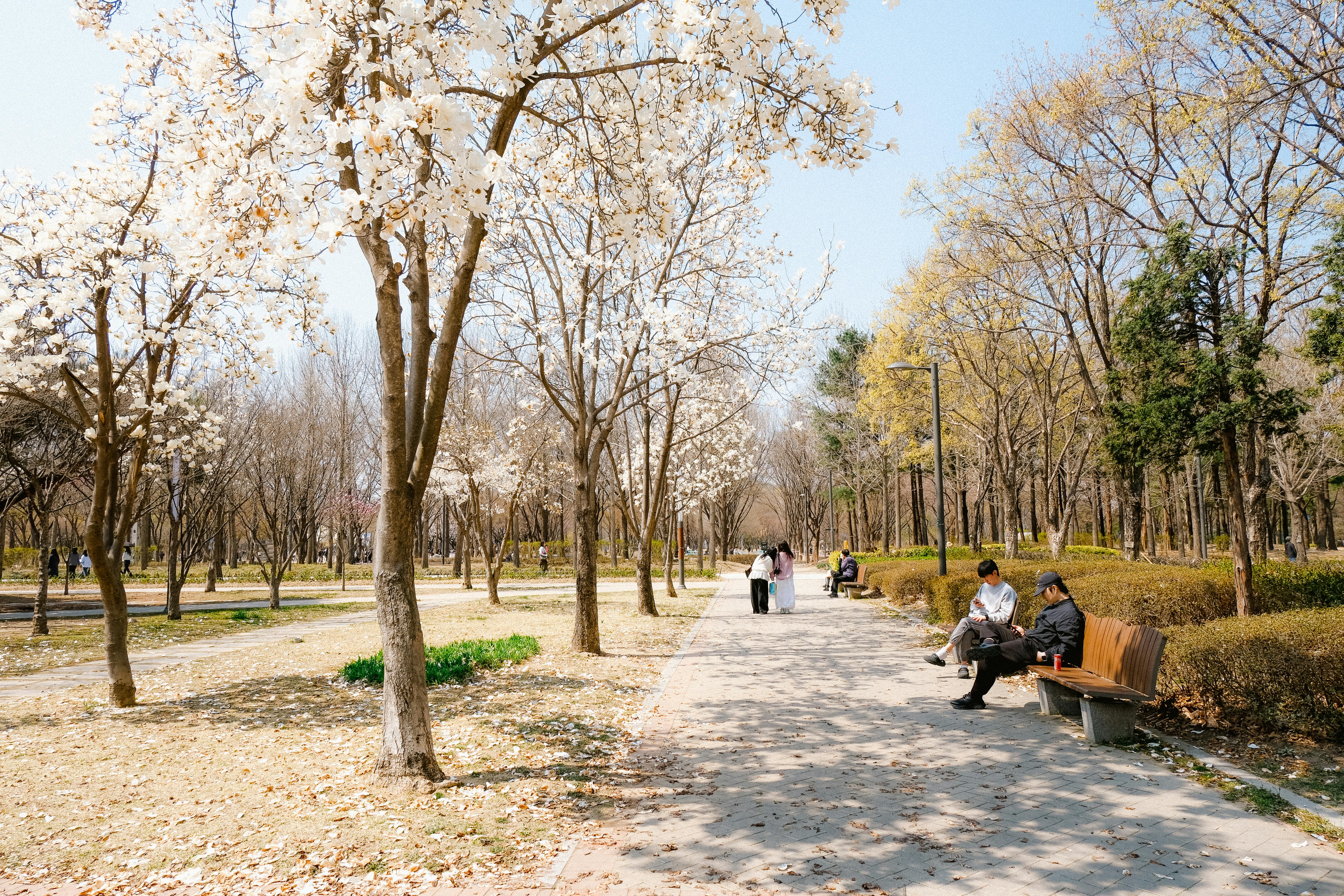 Spring Day in Park with Cherry Blossoms and Visitors · Free Stock Photo