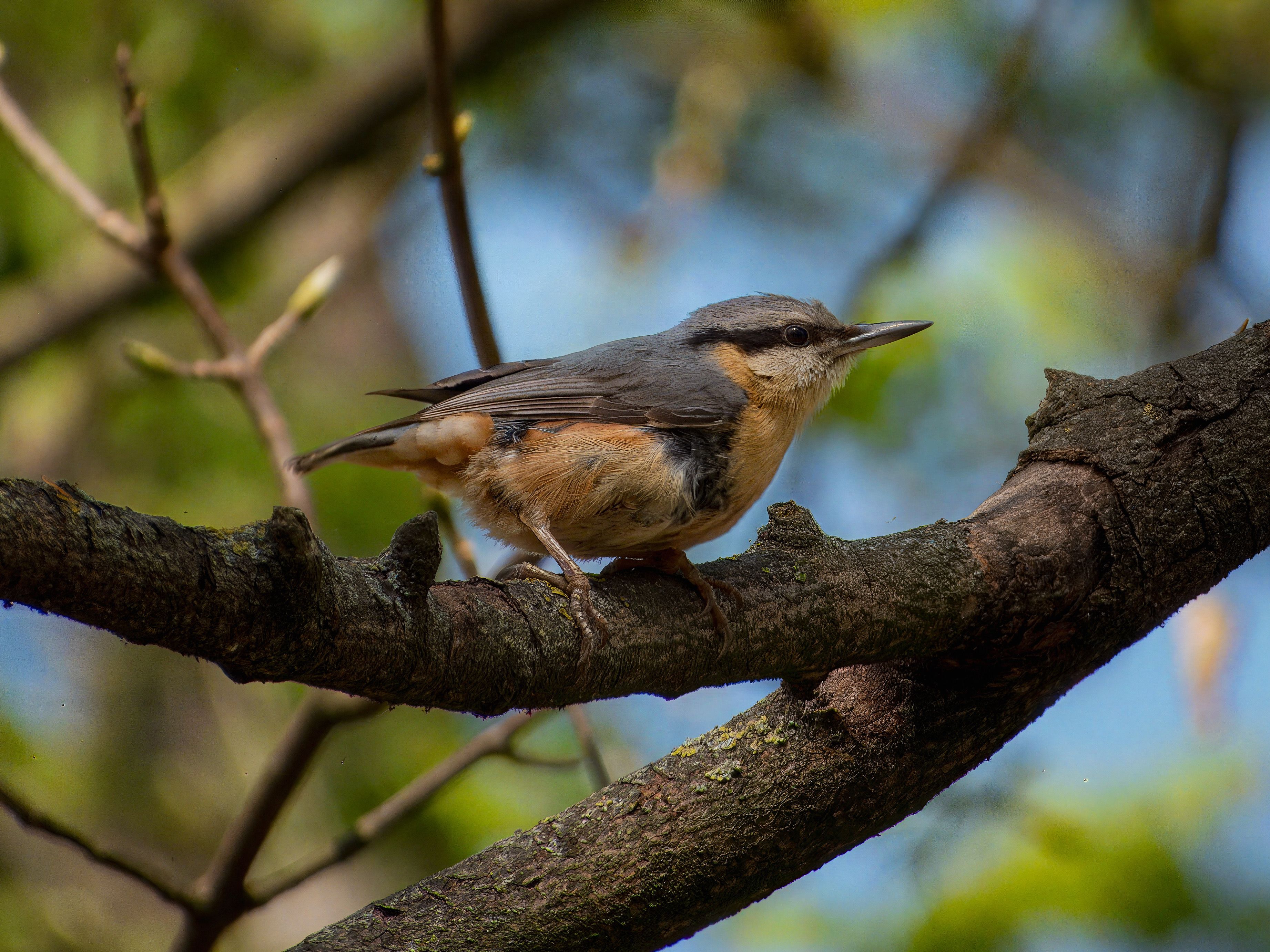 Eurasian Nuthatch on Tree Branch in Spring · Free Stock Photo