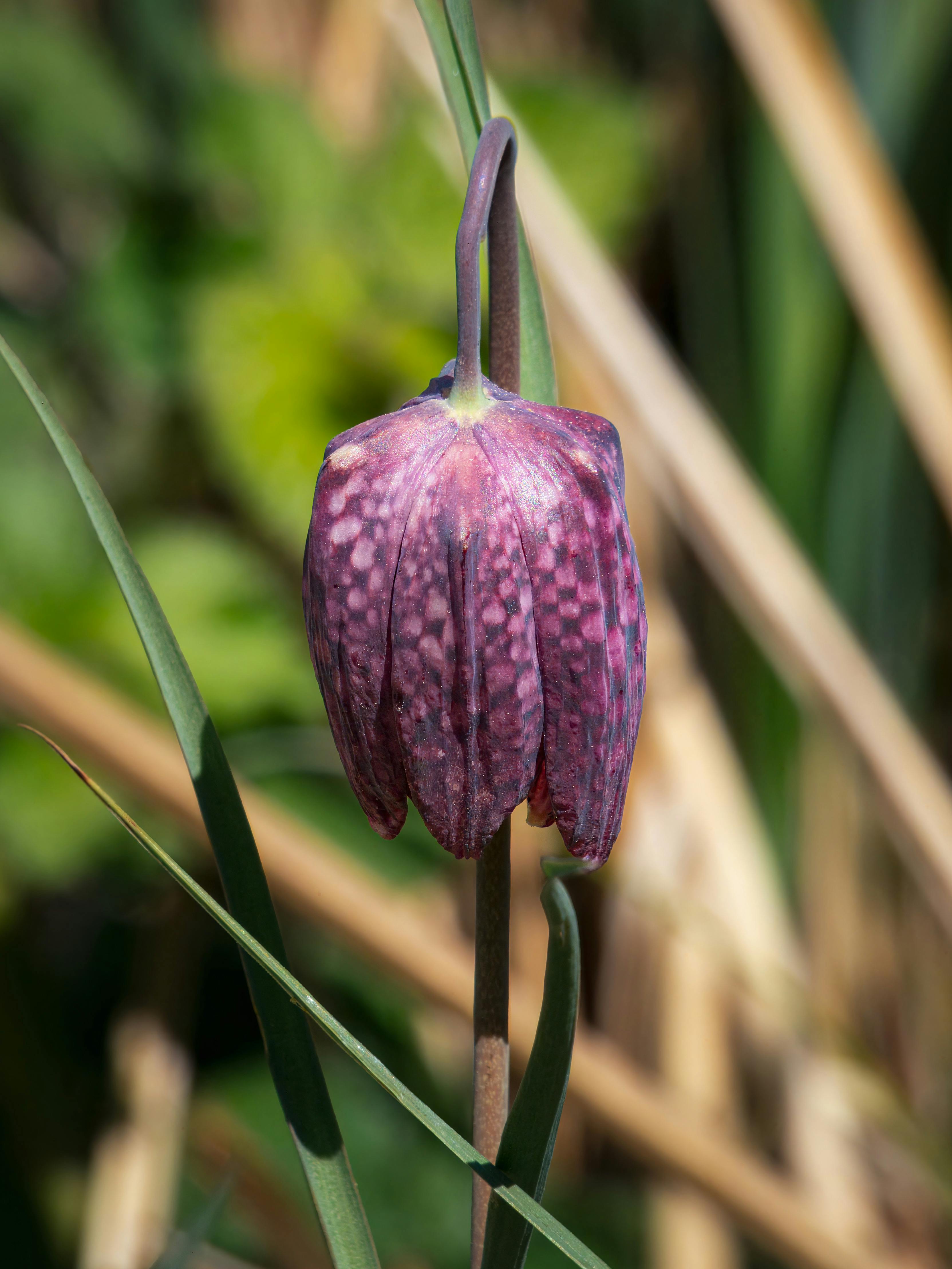 Close-up of Checkered Lily in Natural Habitat · Free Stock Photo