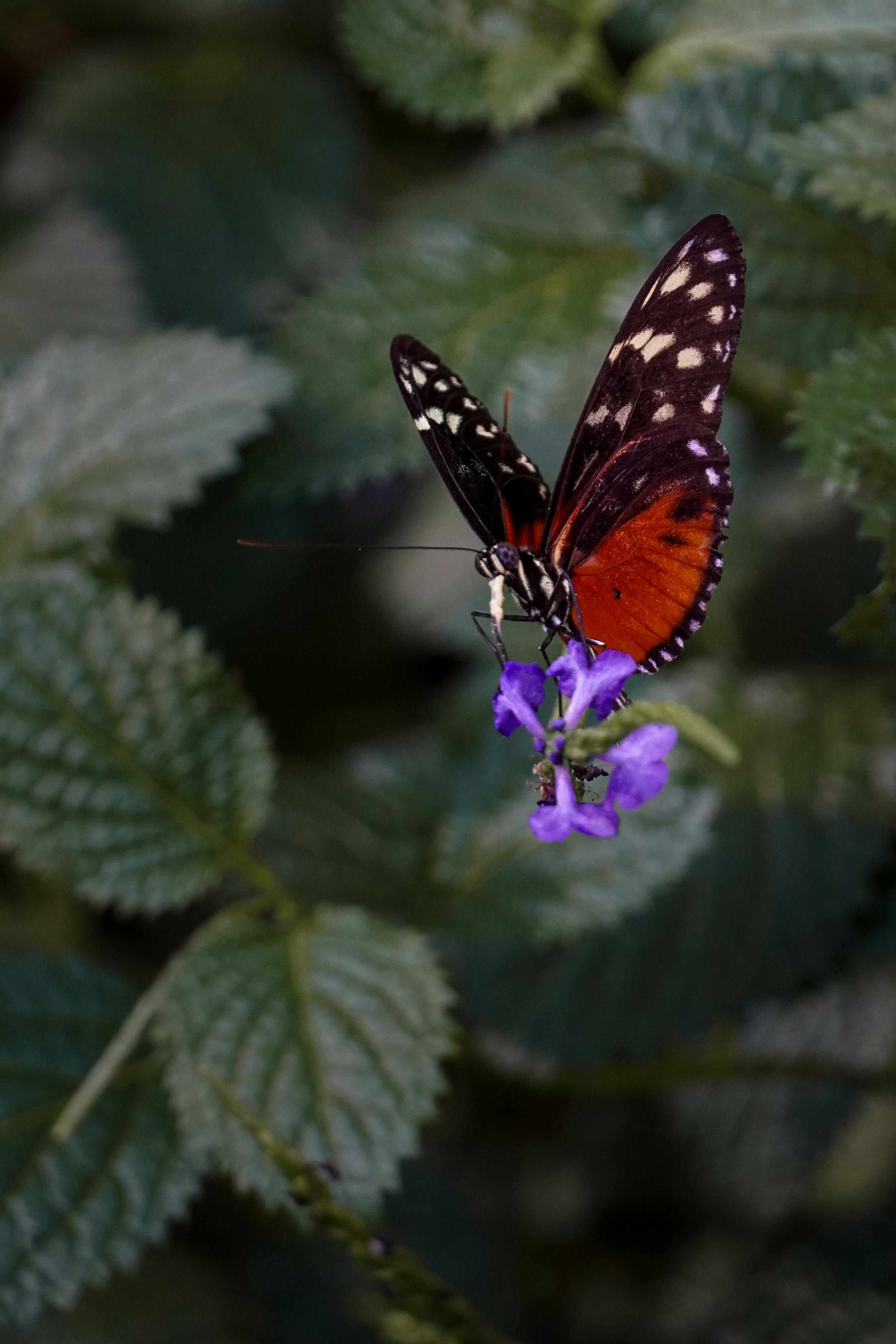 Modi`s Photos, Download The BEST Free Modi`s Stock Photos & HD Images