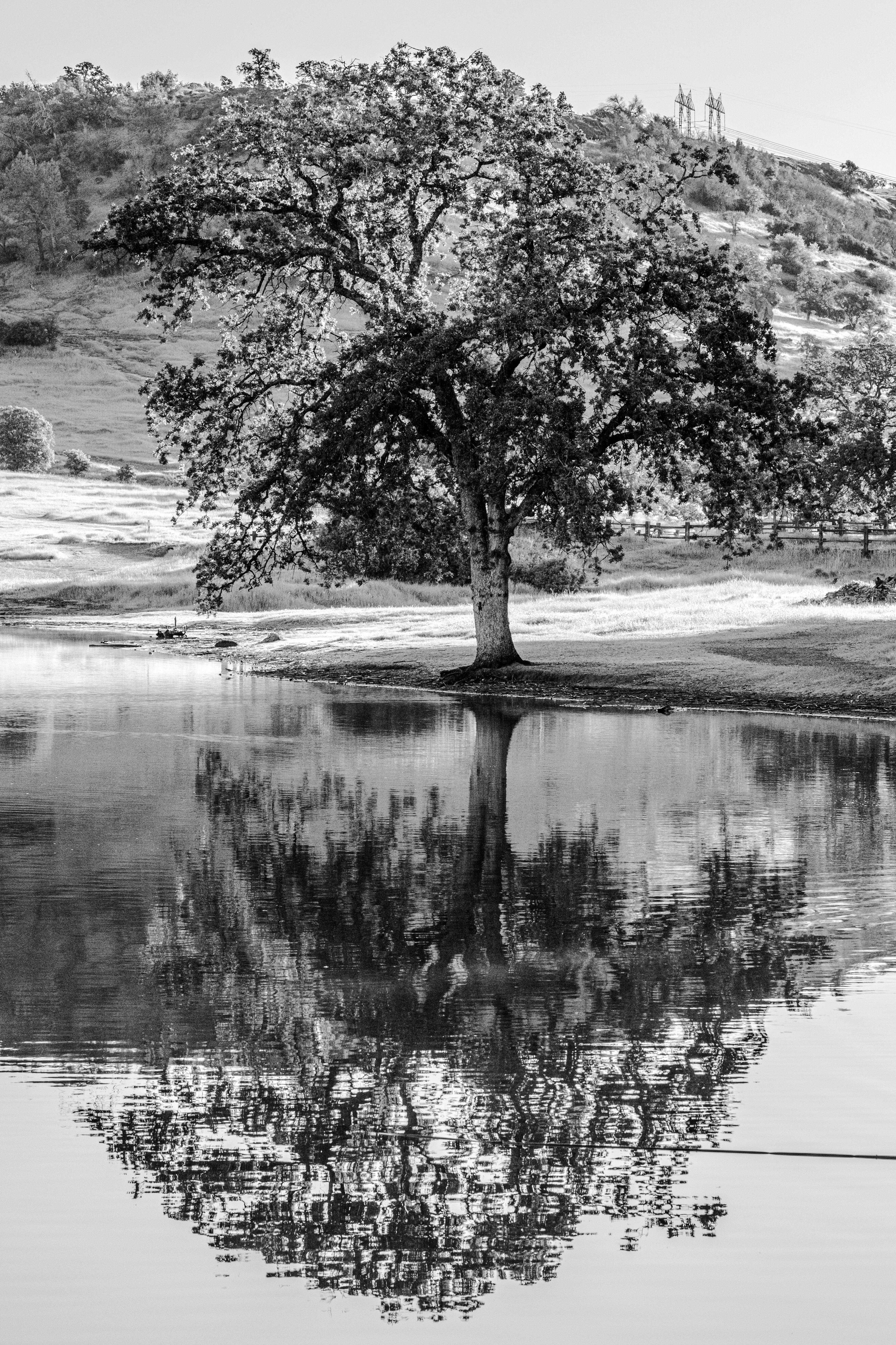 Serene Oak Tree Reflection in Black and White · Free Stock Photo