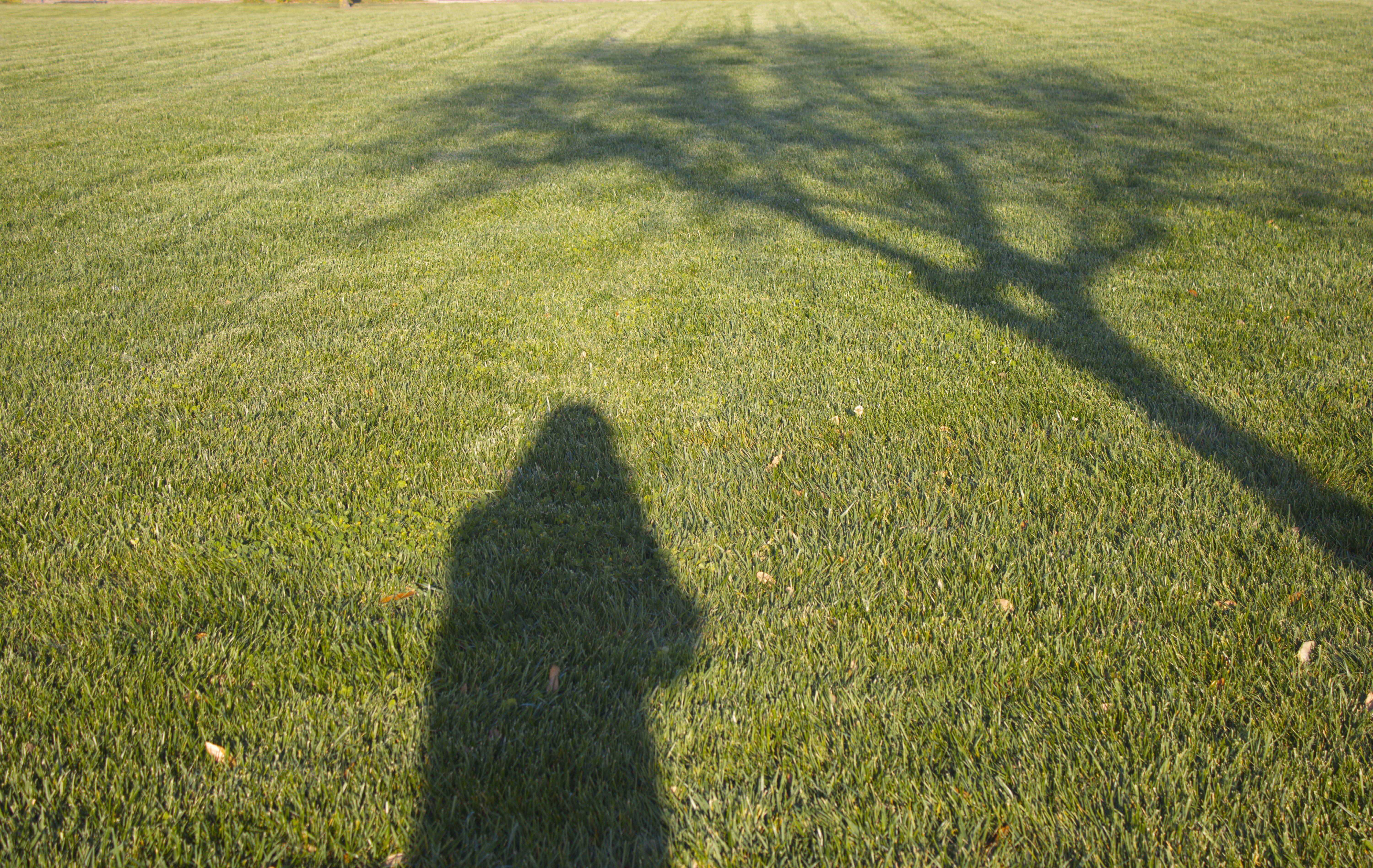 Shadow of Tree and Person on Green Lawn · Free Stock Photo