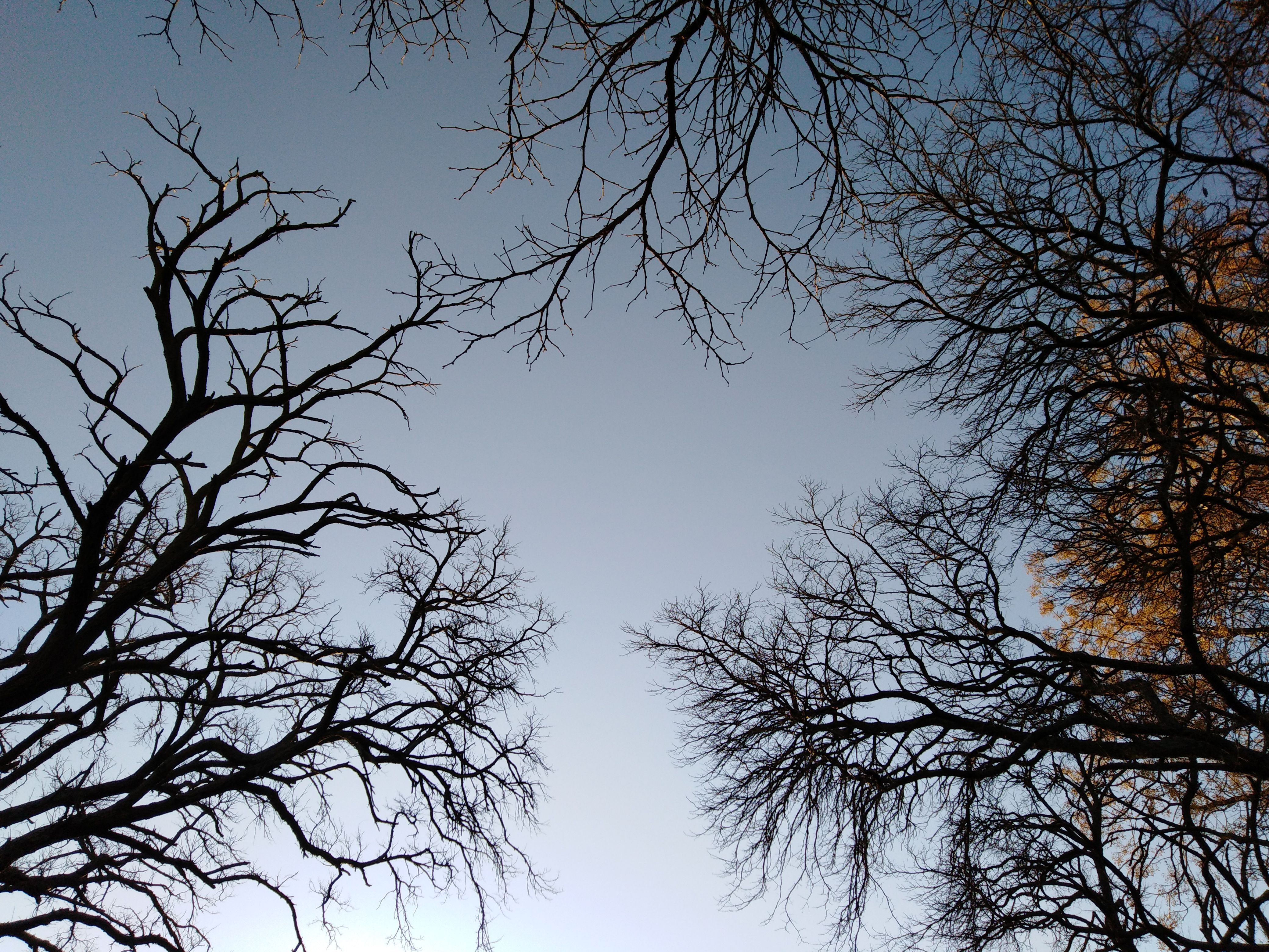 Bare Winter Tree Branches Against Clear Sky · Free Stock Photo
