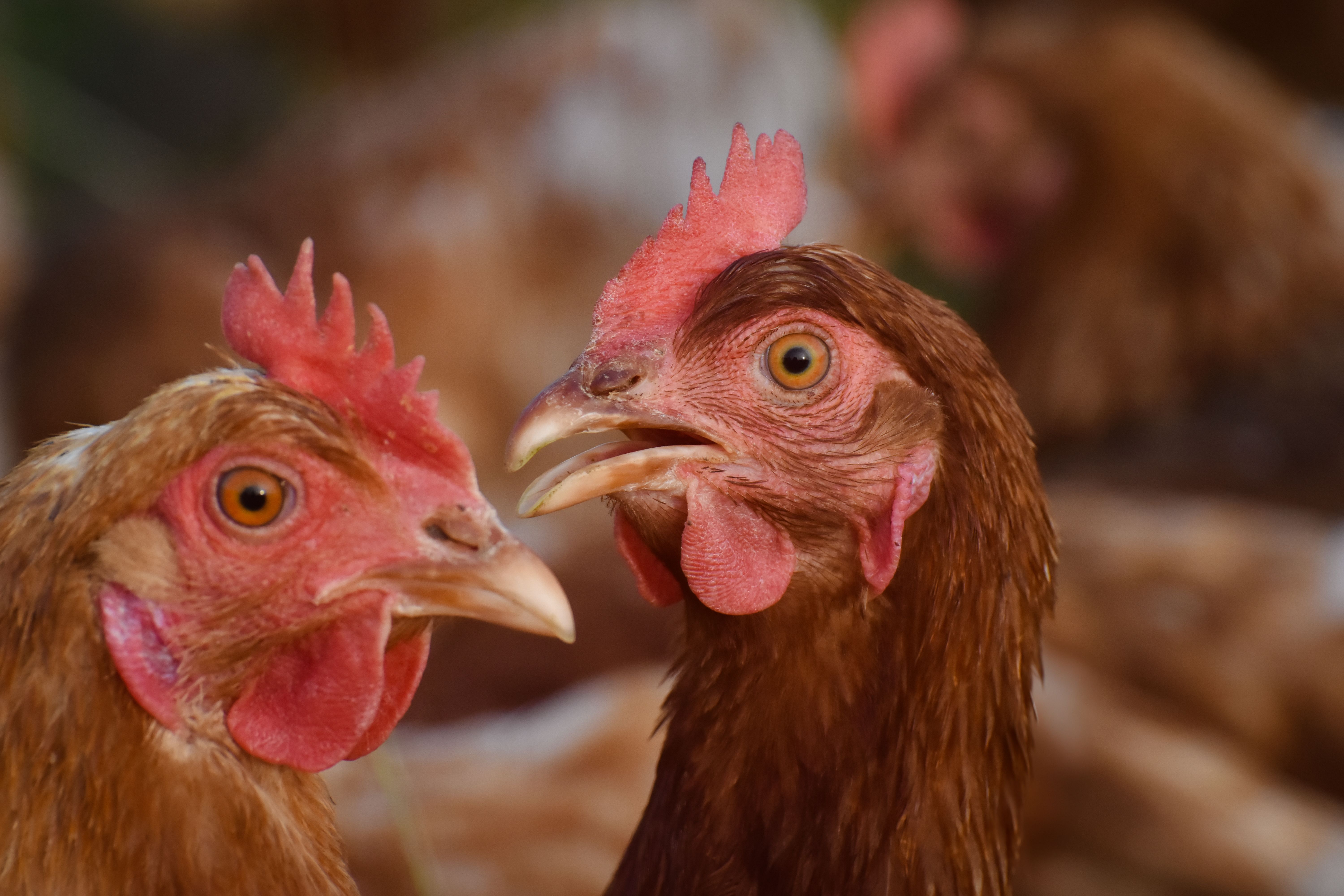 Close-up of Brown Chickens on Farm · Free Stock Photo
