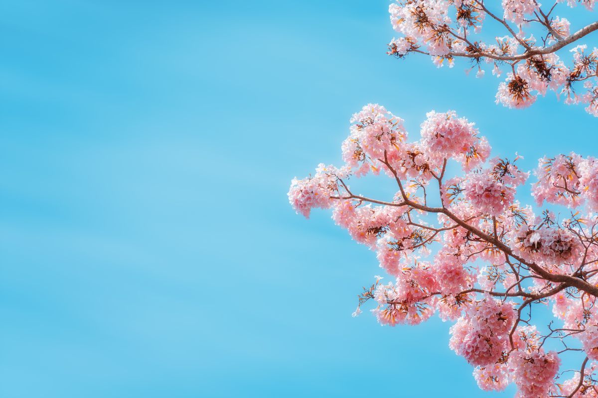 Spring Backgrounds For Teams Photos, Download The BEST Free Spring ...