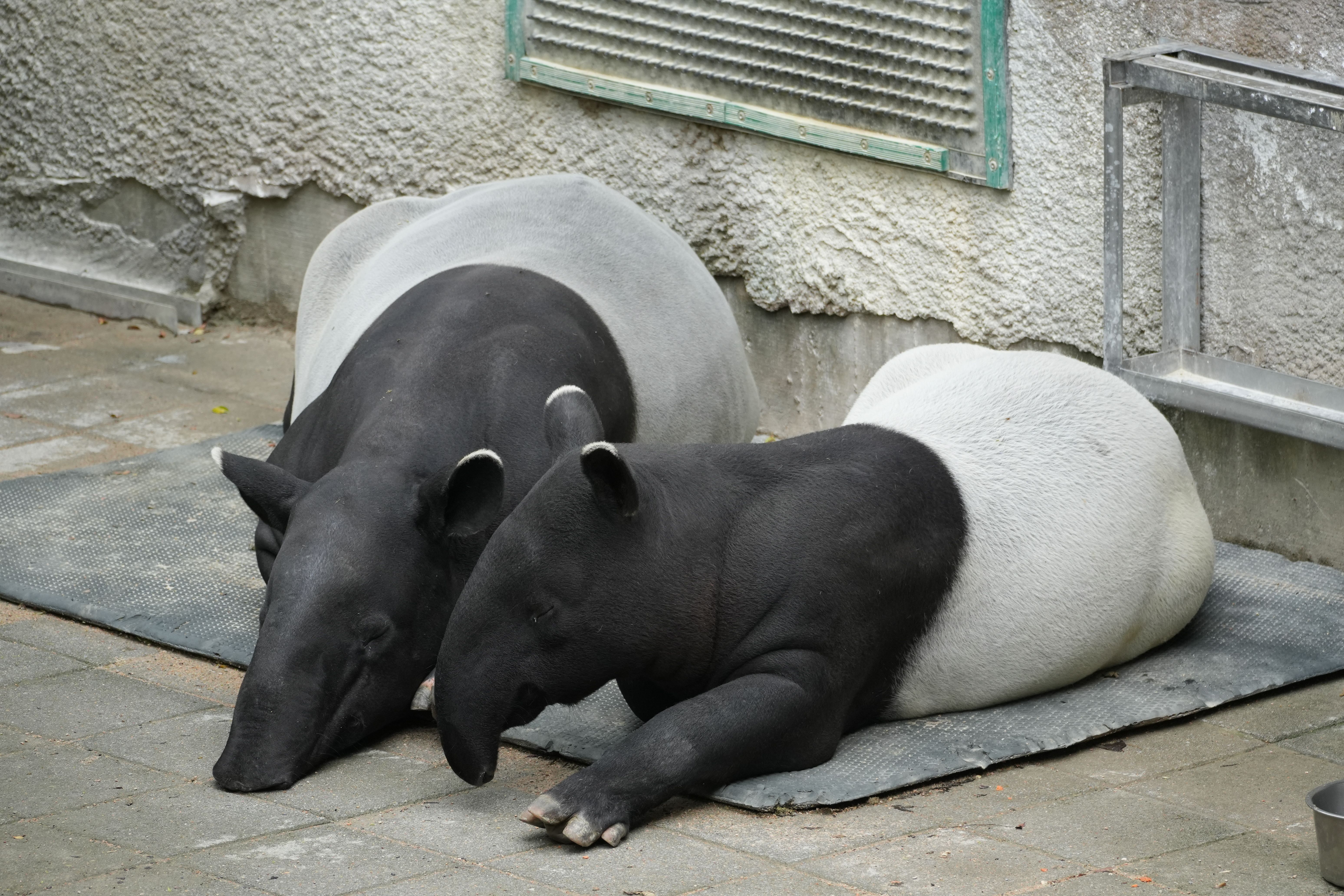 Resting Malayan Tapirs in Zoo Enclosure · Free Stock Photo