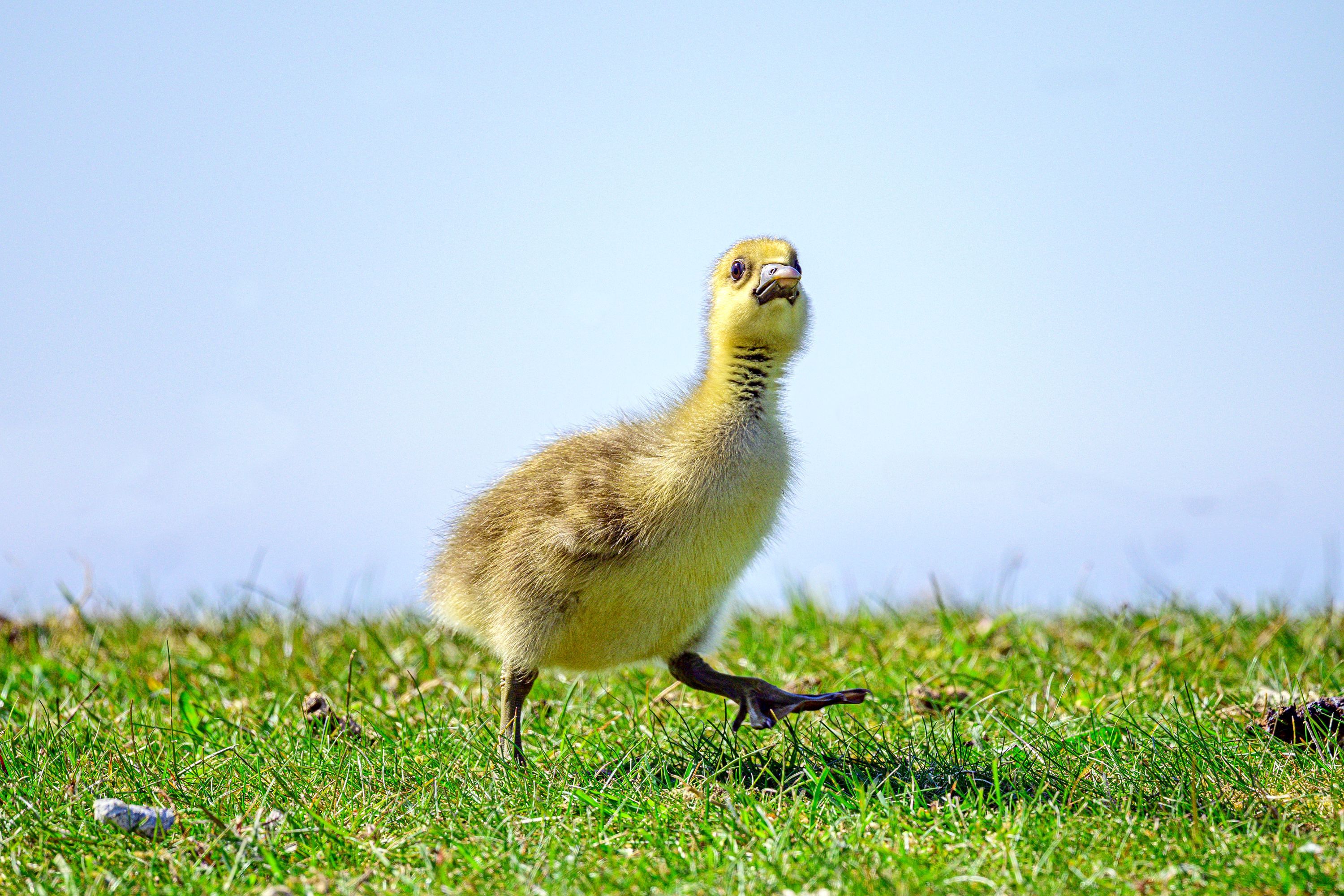 Adorable Gosling Exploring Grass Field in Spring · Free Stock Photo
