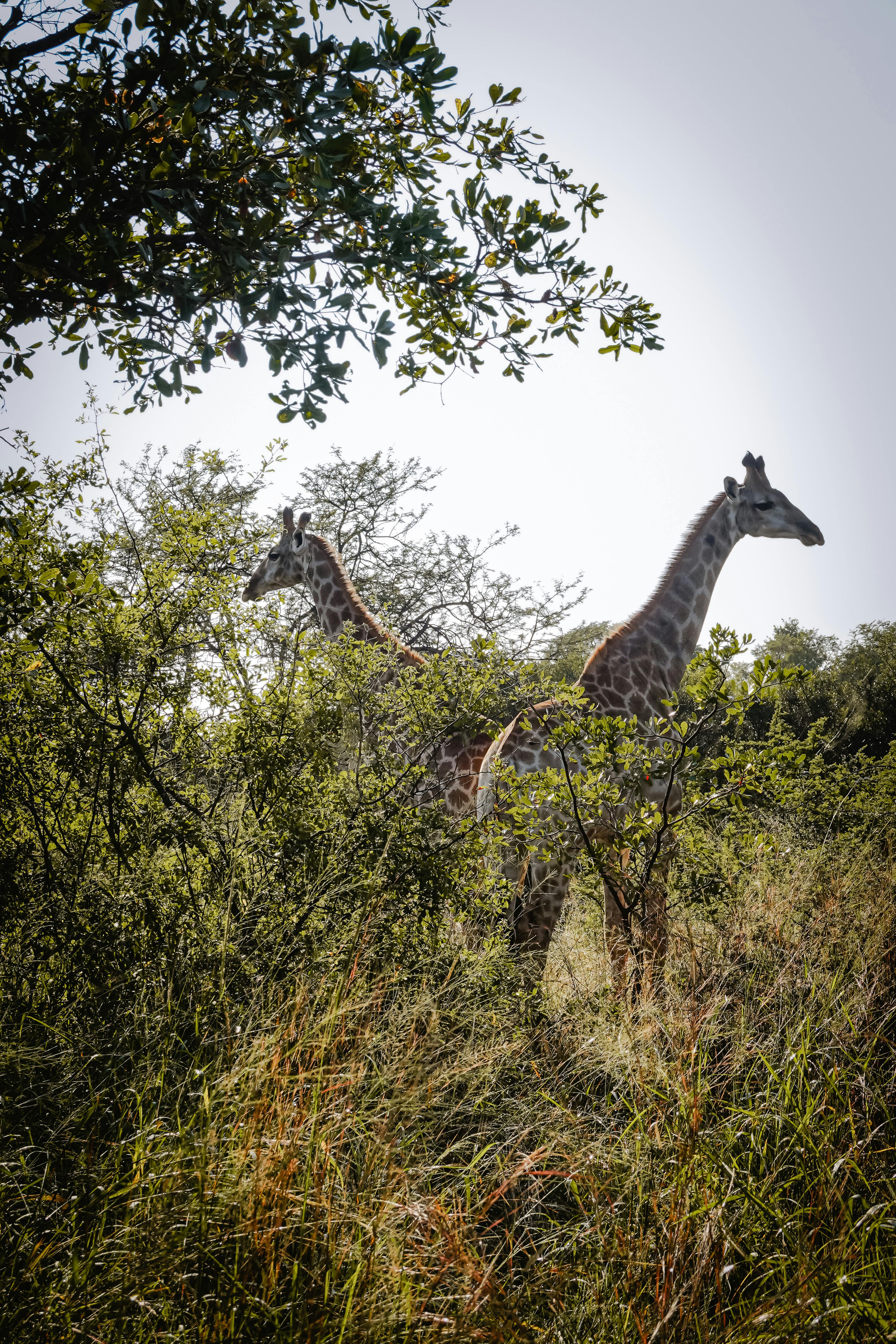 Majestic Giraffes Amidst African Bushland · Free Stock Photo