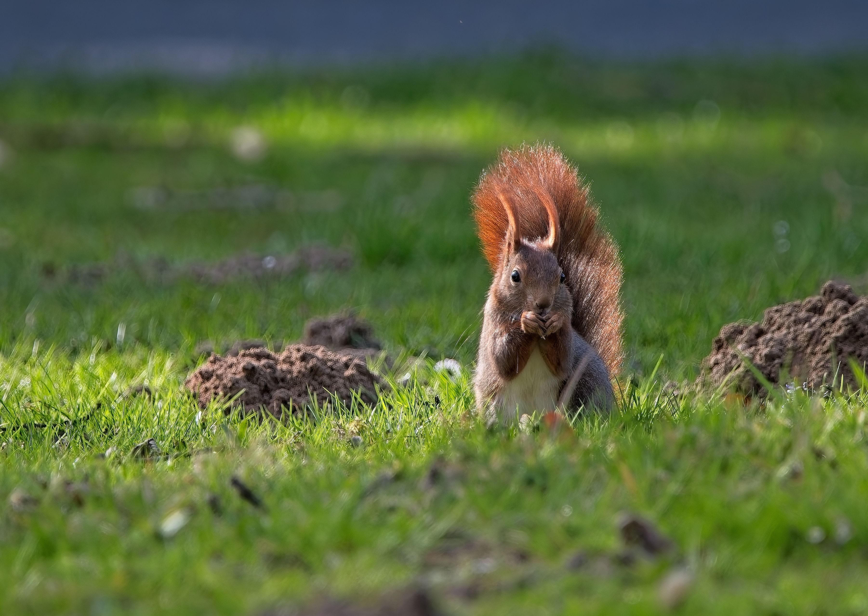 Red Squirrel in Natural Habitat, Germany · Free Stock Photo