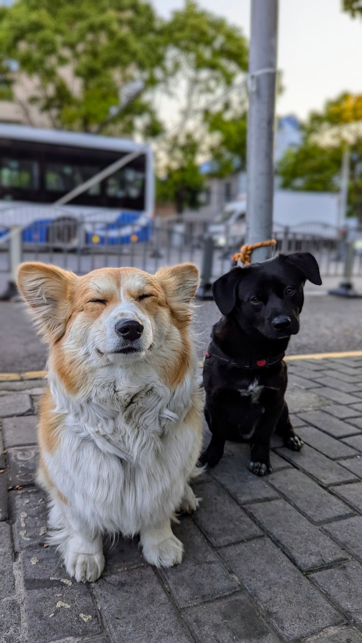 Happy Dogs Photos, Download The BEST Free Happy Dogs Stock Photos & HD ...