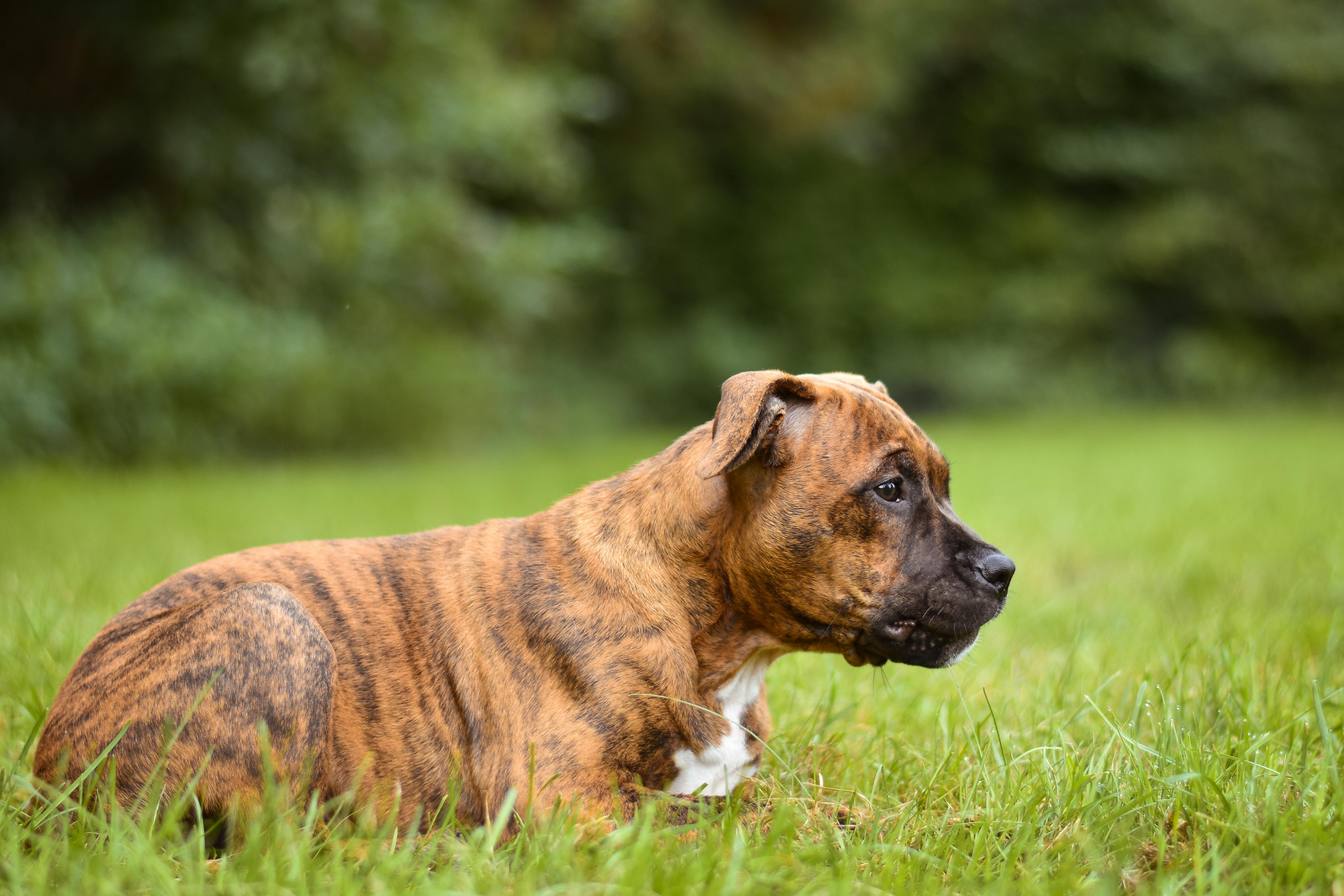 Brindle Boxer Dog Resting on Green Grass · Free Stock Photo